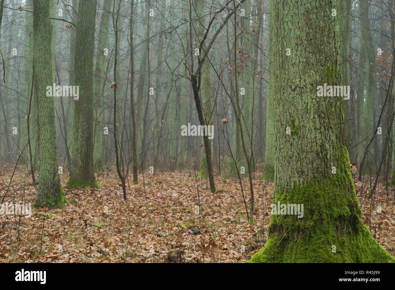 Old growth autumnal forest hi-res stock photography and images - Alamy