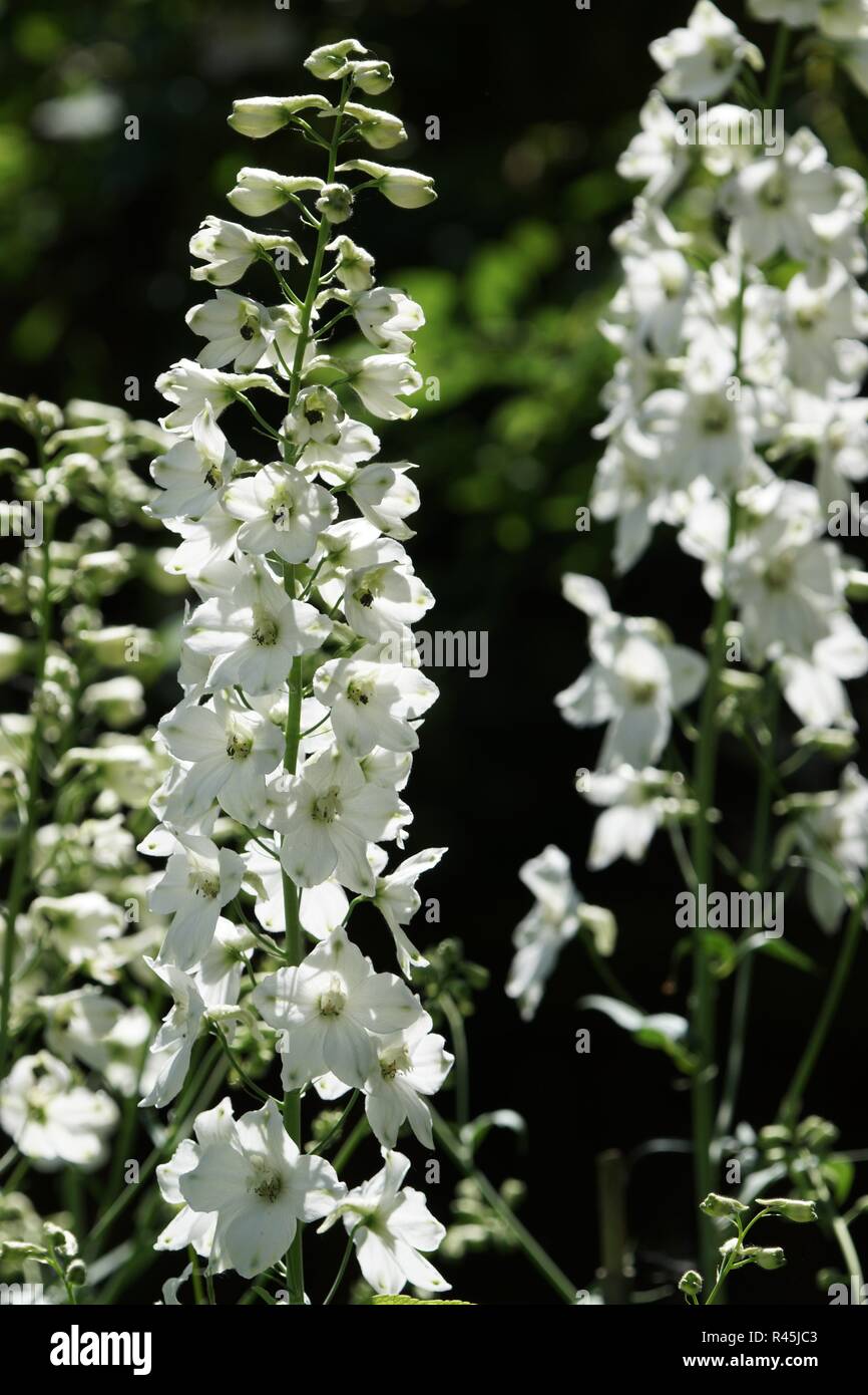 White larkspur flowers hi-res stock photography and images - Alamy