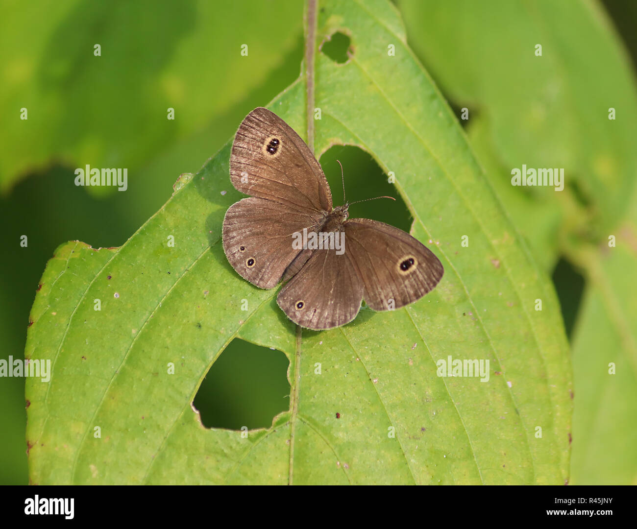Common four-ring butterfly sun bathing on a bush Stock Photo - Alamy