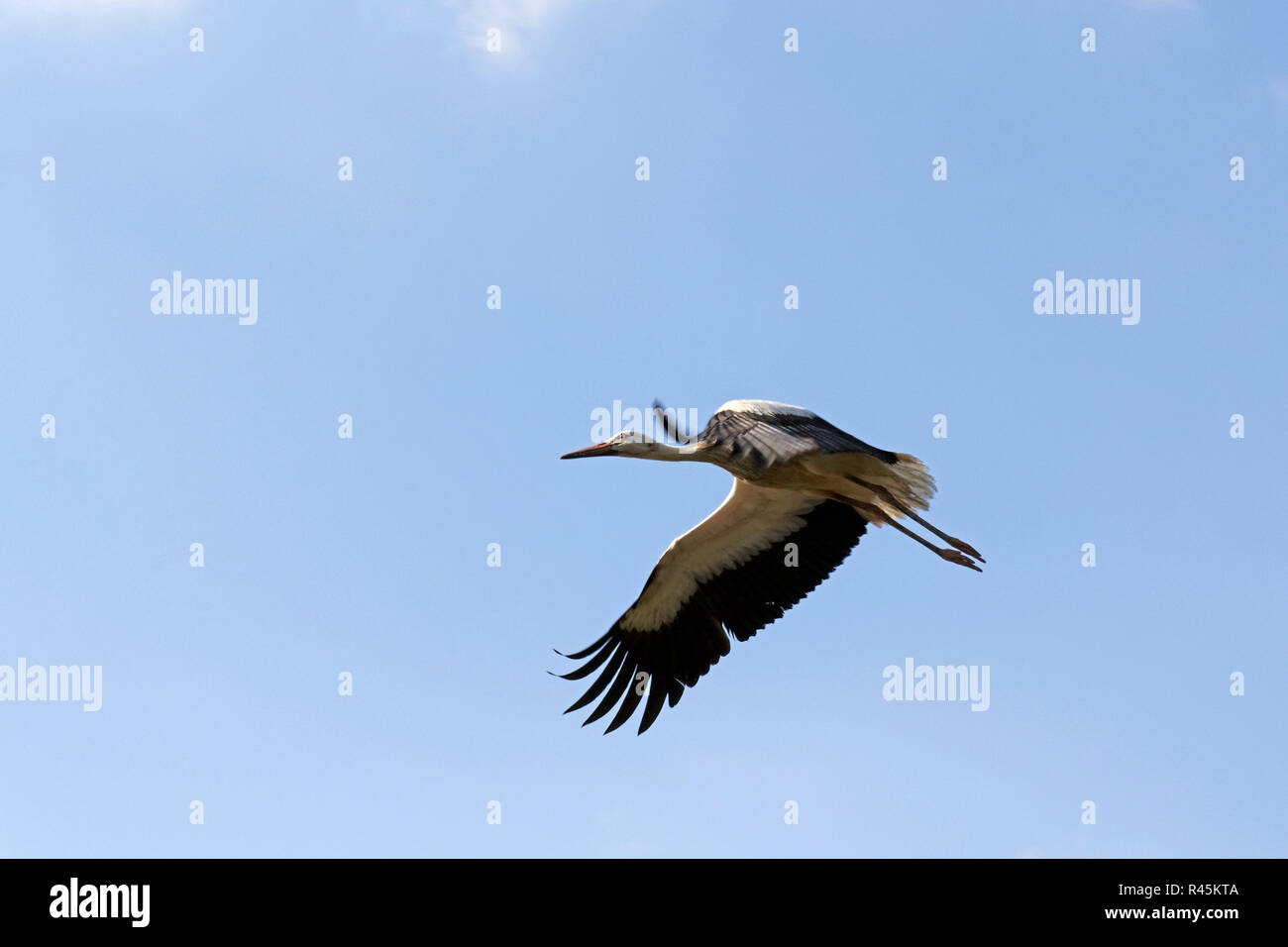 stork in flight Stock Photo - Alamy