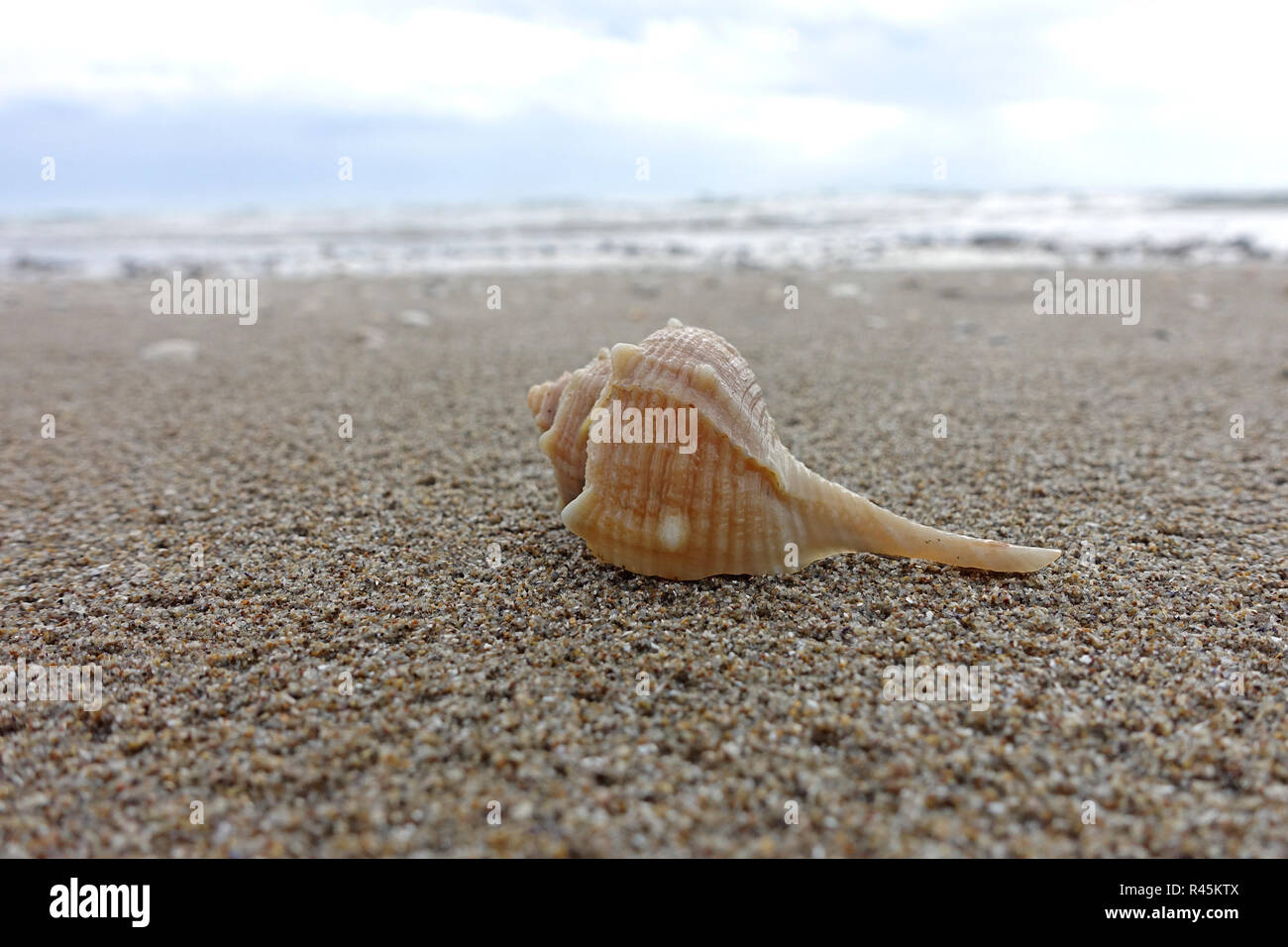 Â snail shell on the beach Stock Photo - Alamy