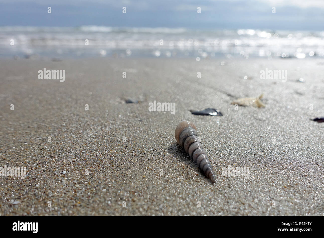 Â snail shell on the beach Stock Photo - Alamy