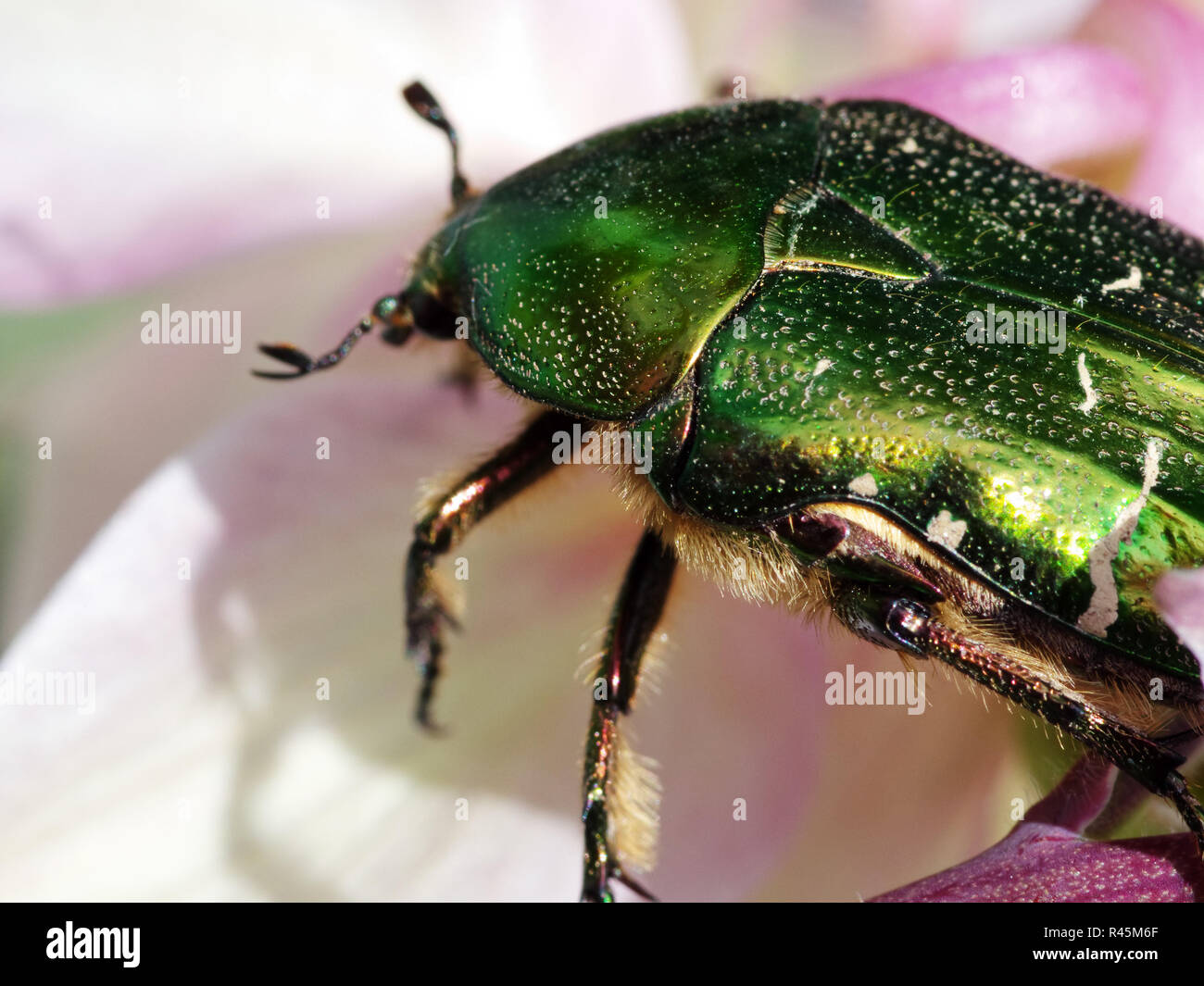 gold shiny rose beetle Stock Photo - Alamy