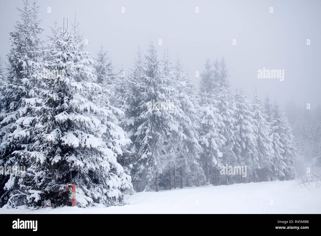 Christmas background with snowy fir trees Stock Photo - Alamy