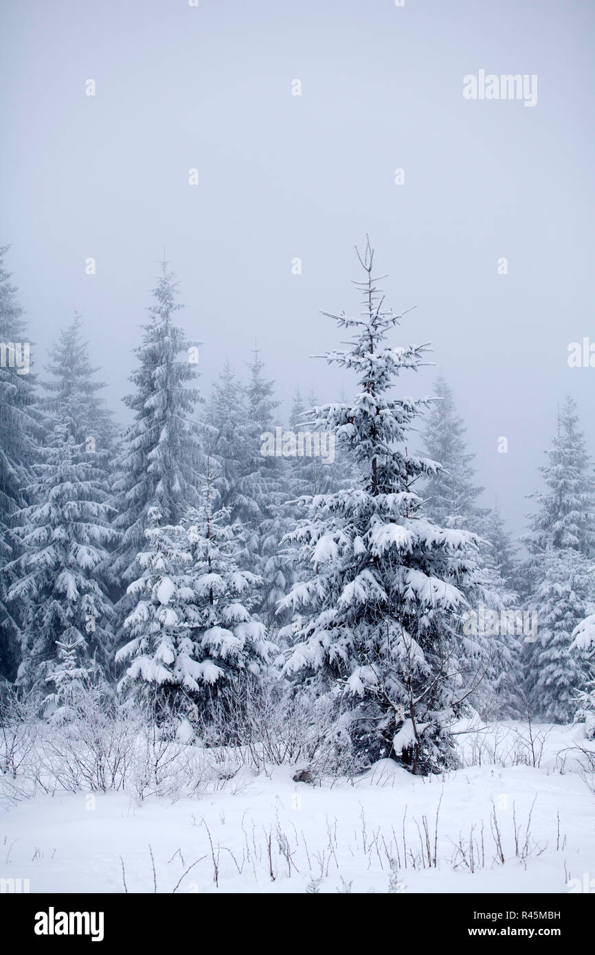 Christmas background with snowy fir trees Stock Photo - Alamy
