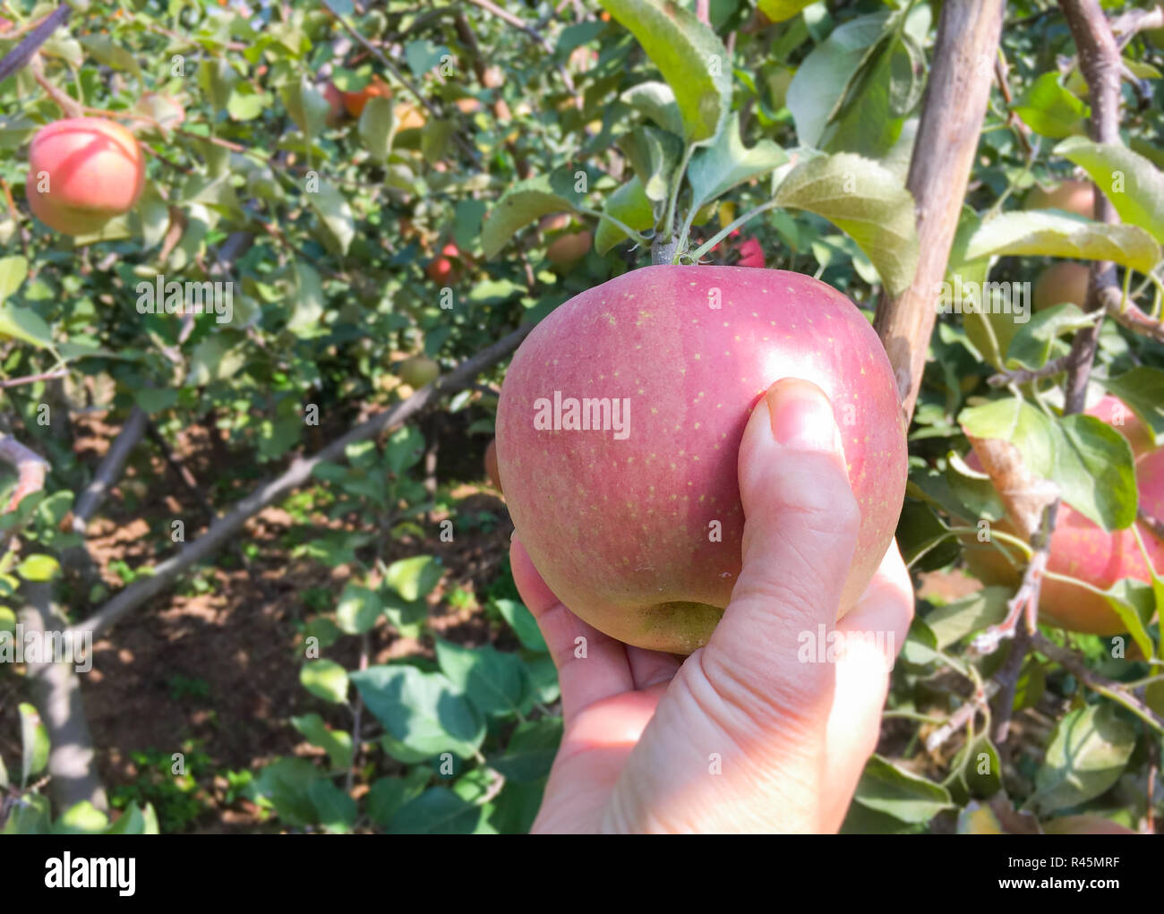 man's hand picking an apple Stock Photo - Alamy