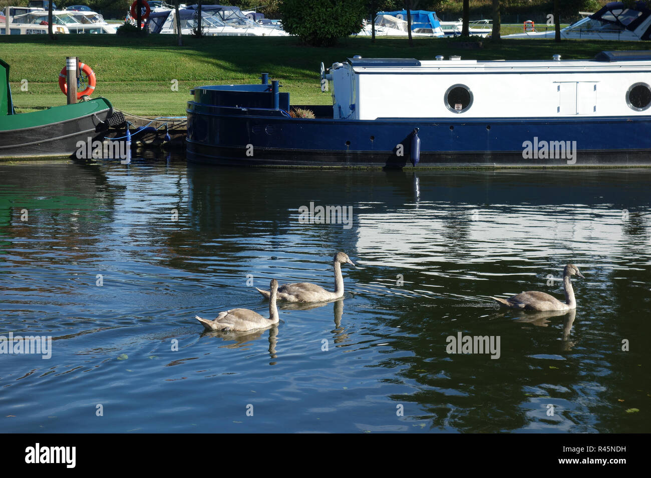 Ely cathedral, river ouse hi-res stock photography and images - Alamy