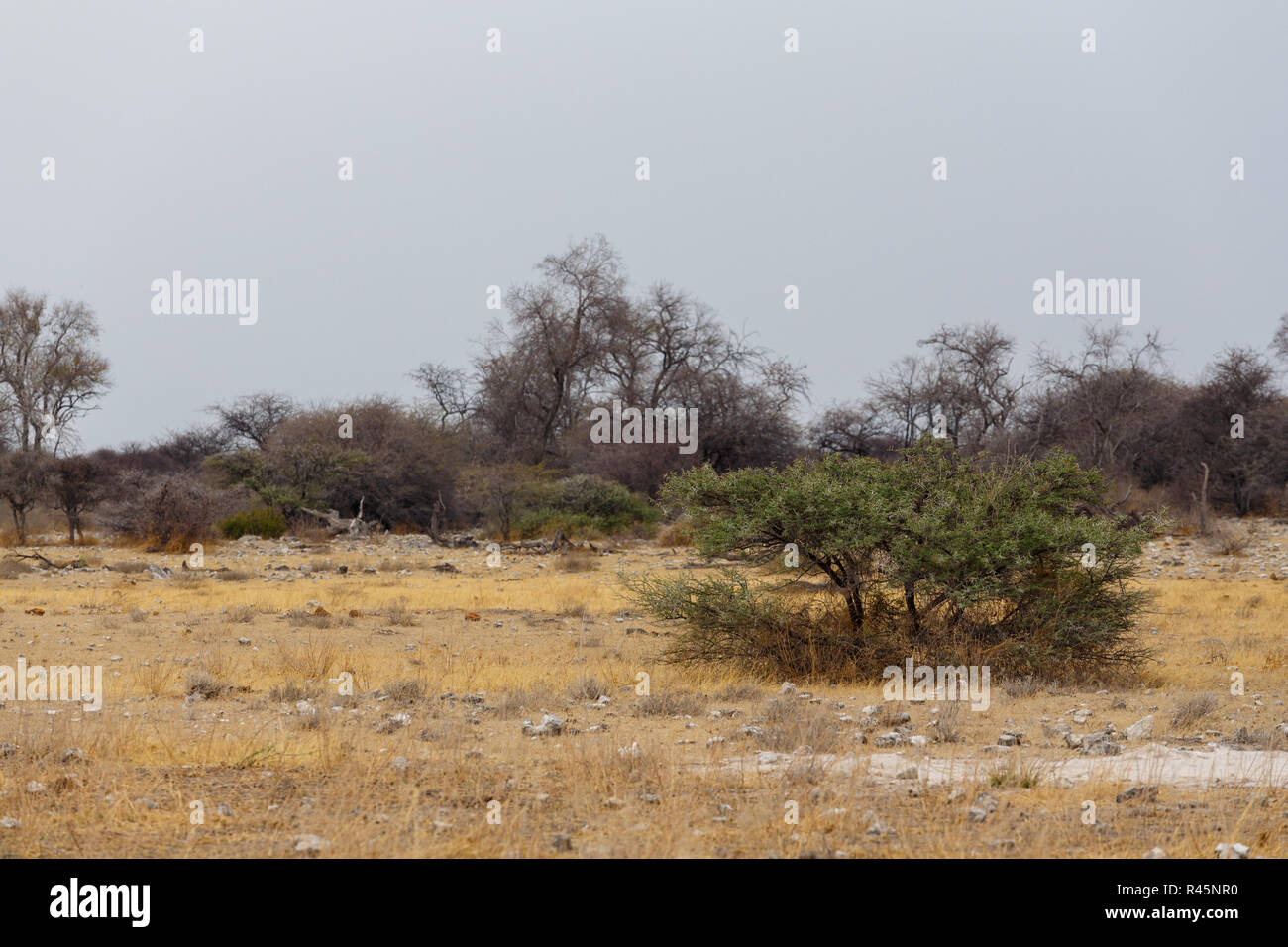 landscape namibia game reserve Stock Photo - Alamy