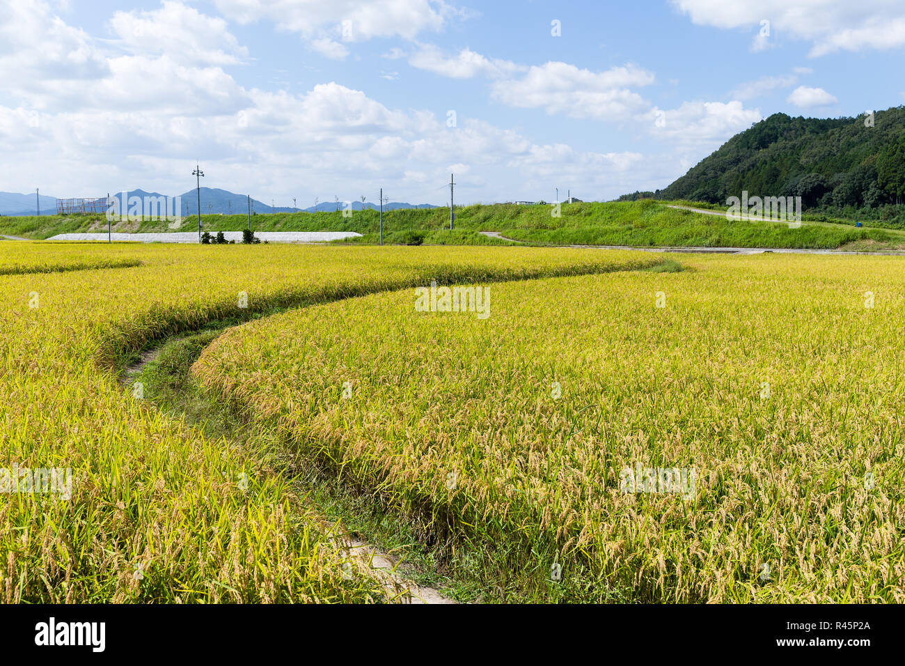 Rice Paddy Flower High Resolution Stock Photography and Images - Alamy