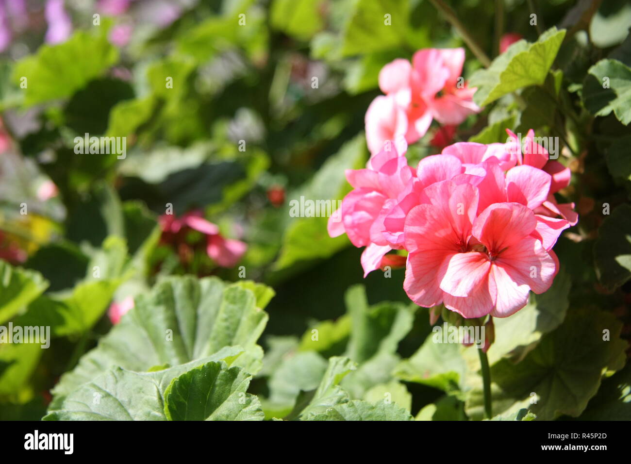 Gerania hi-res stock photography and images - Alamy