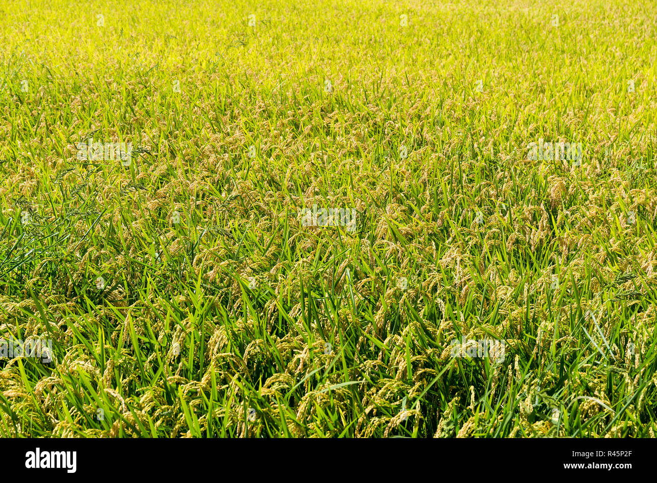 Autumn rice field Stock Photo - Alamy
