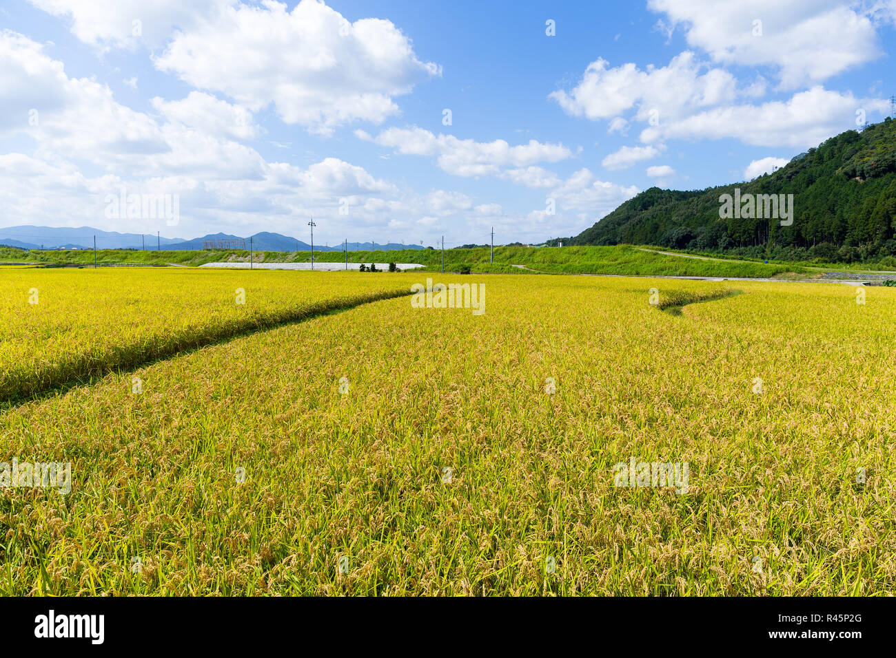 Harvest rice field footpath hi-res stock photography and images - Alamy