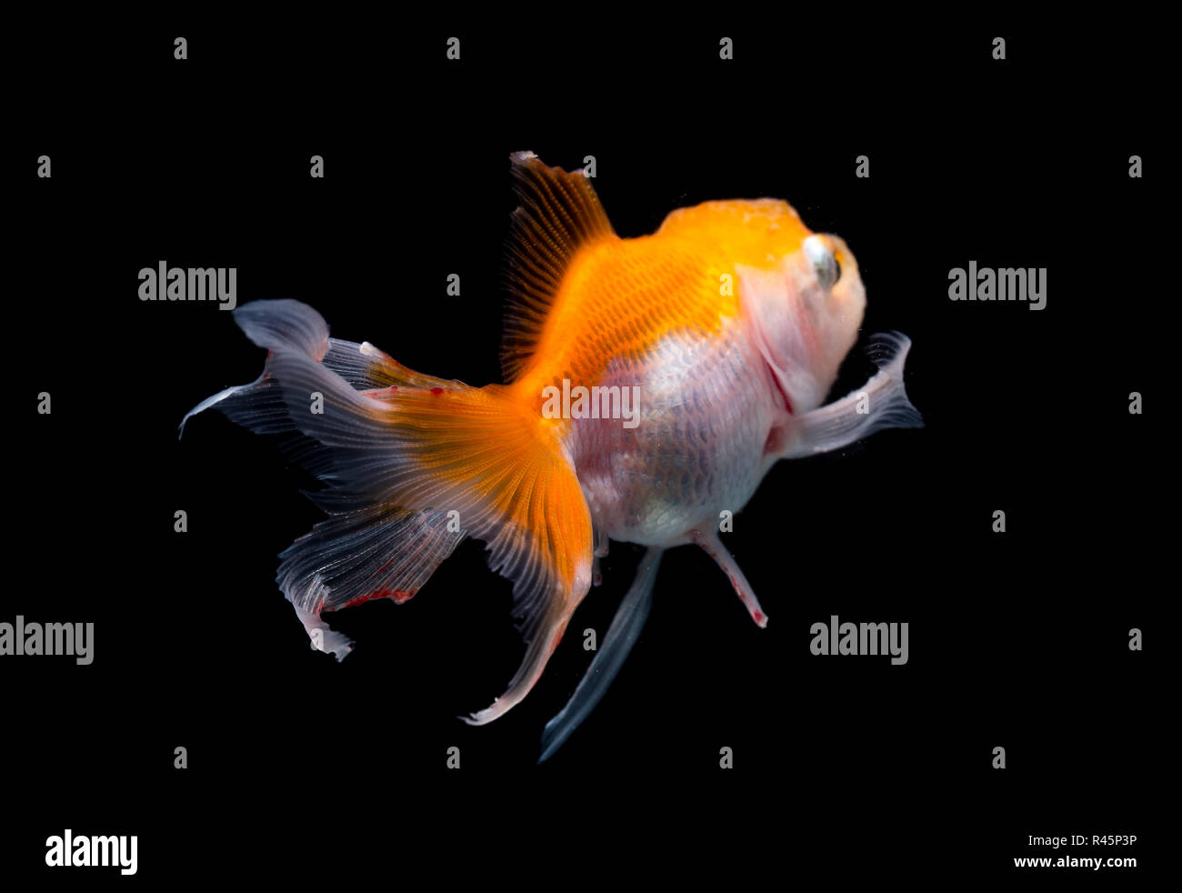 The back view of Gold fish Stock Photo - Alamy