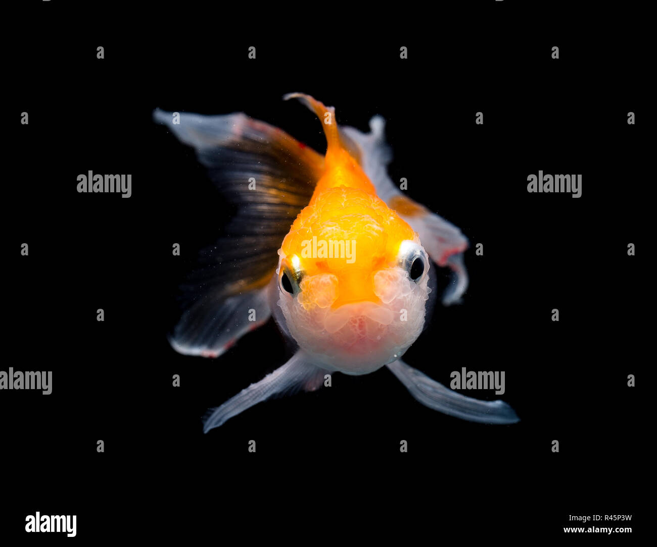 Gold fish isolated on black Stock Photo - Alamy