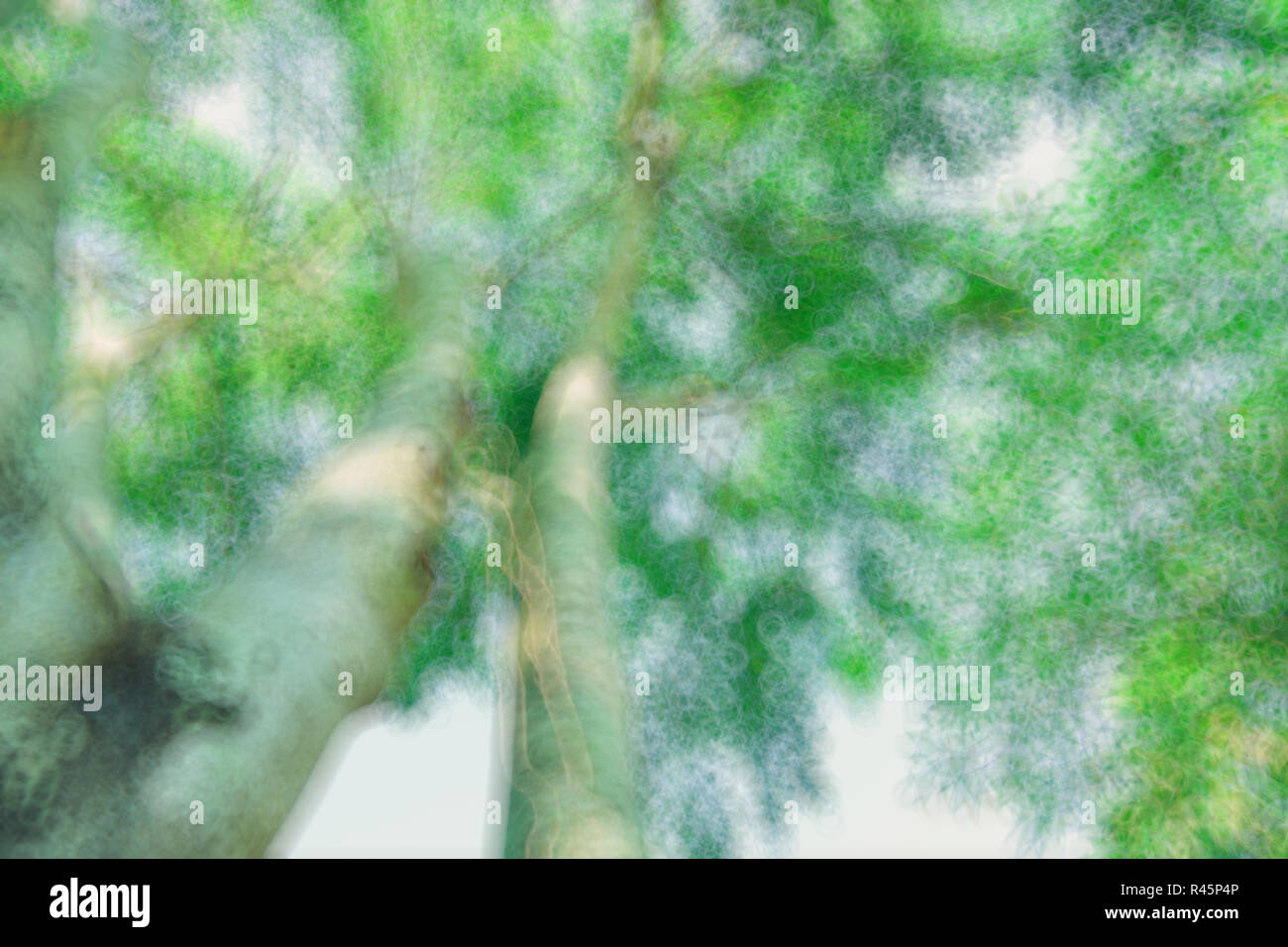 abstract natural blur background, defocused leaves, bokeh Stock Photo ...