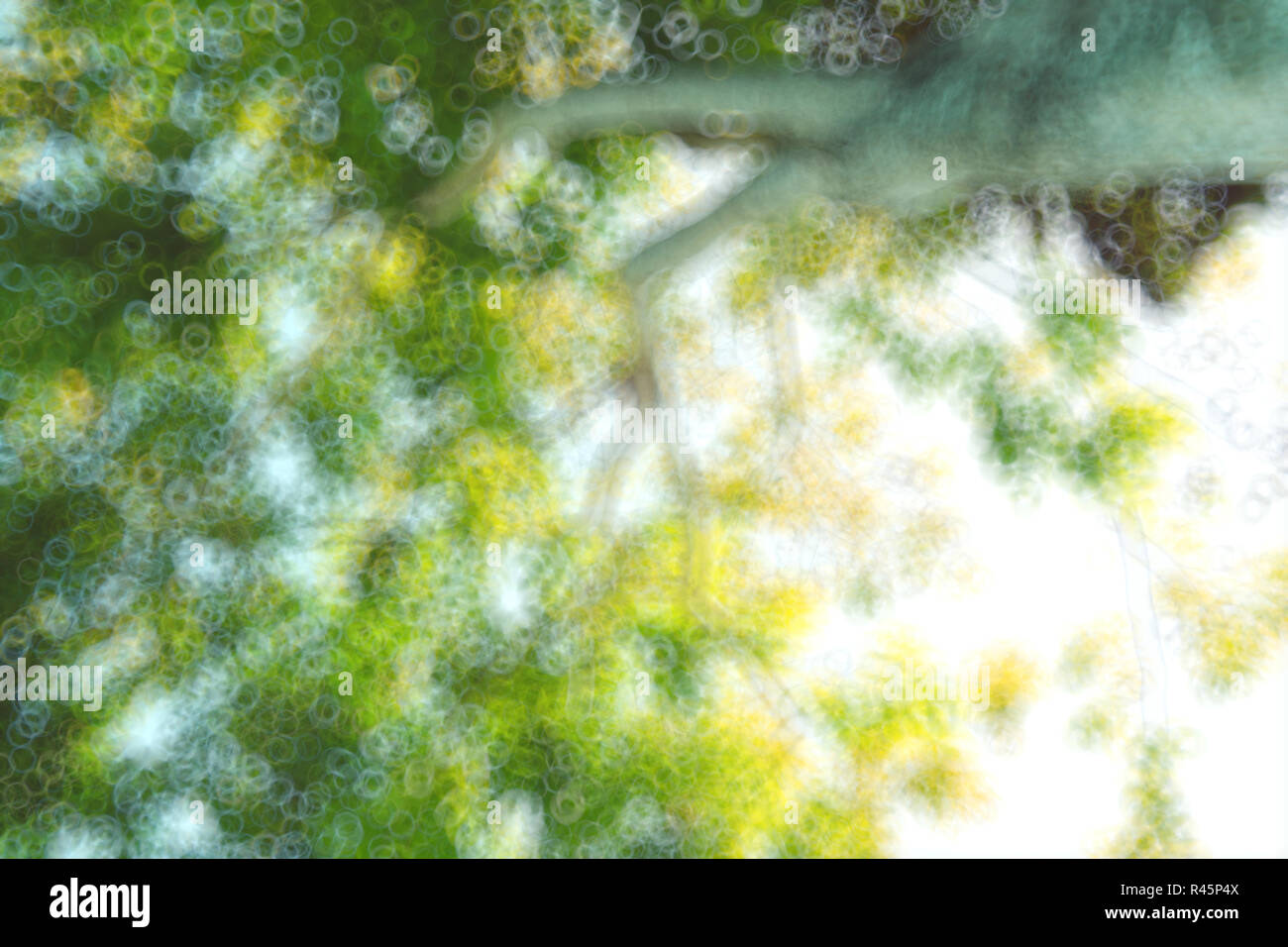 abstract natural blur background, defocused leaves, bokeh Stock Photo ...