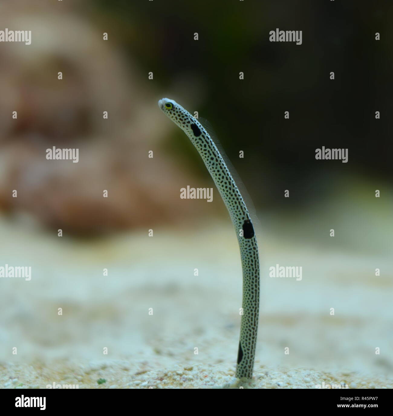 Percomorphaceae hi-res stock photography and images - Alamy