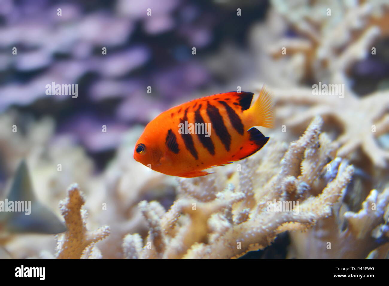 color diversity in the pacific Stock Photo - Alamy