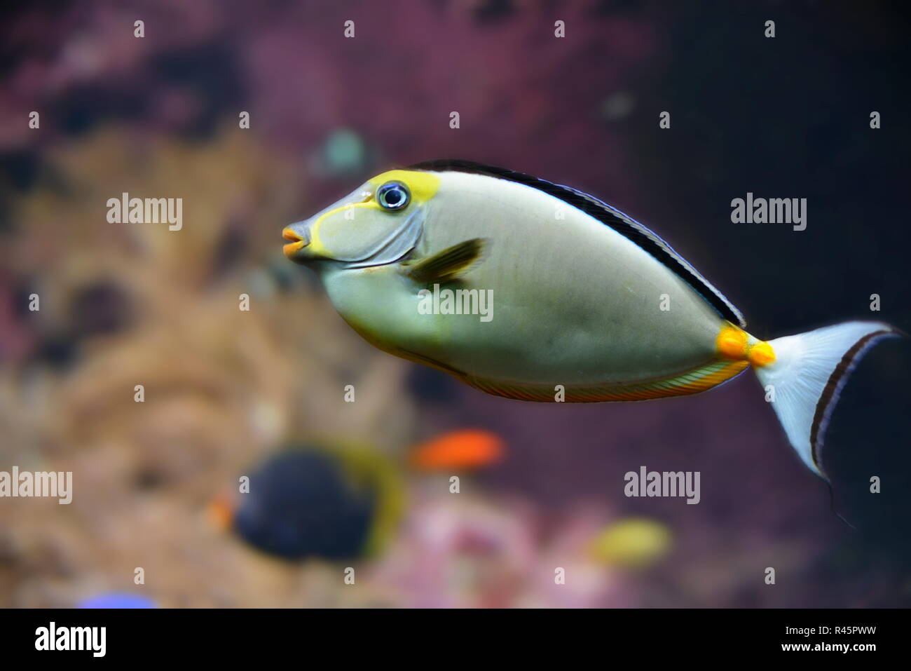 color diversity in the pacific Stock Photo - Alamy