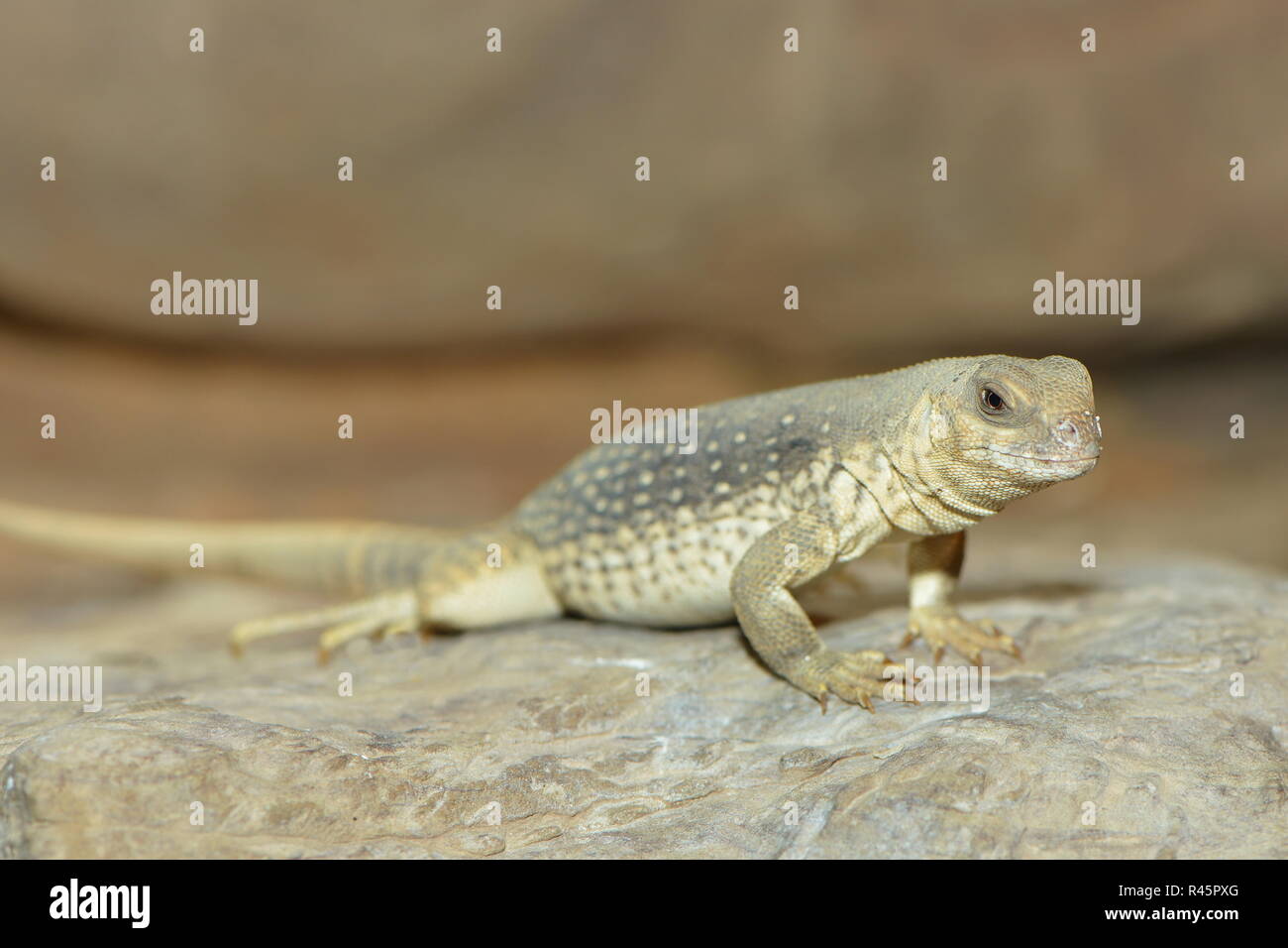 Toxicofera hi-res stock photography and images - Alamy