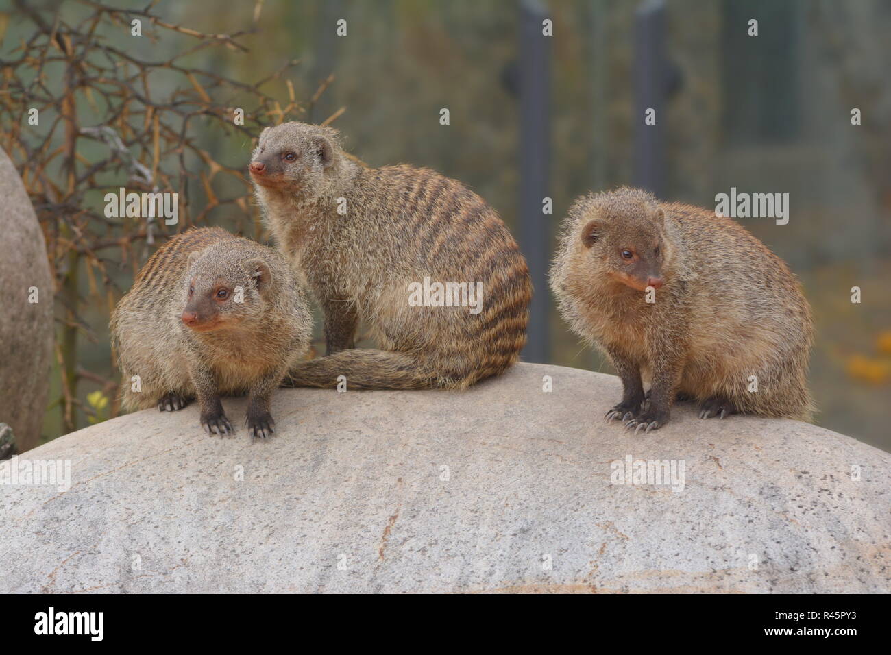 curious fur animals Stock Photo - Alamy