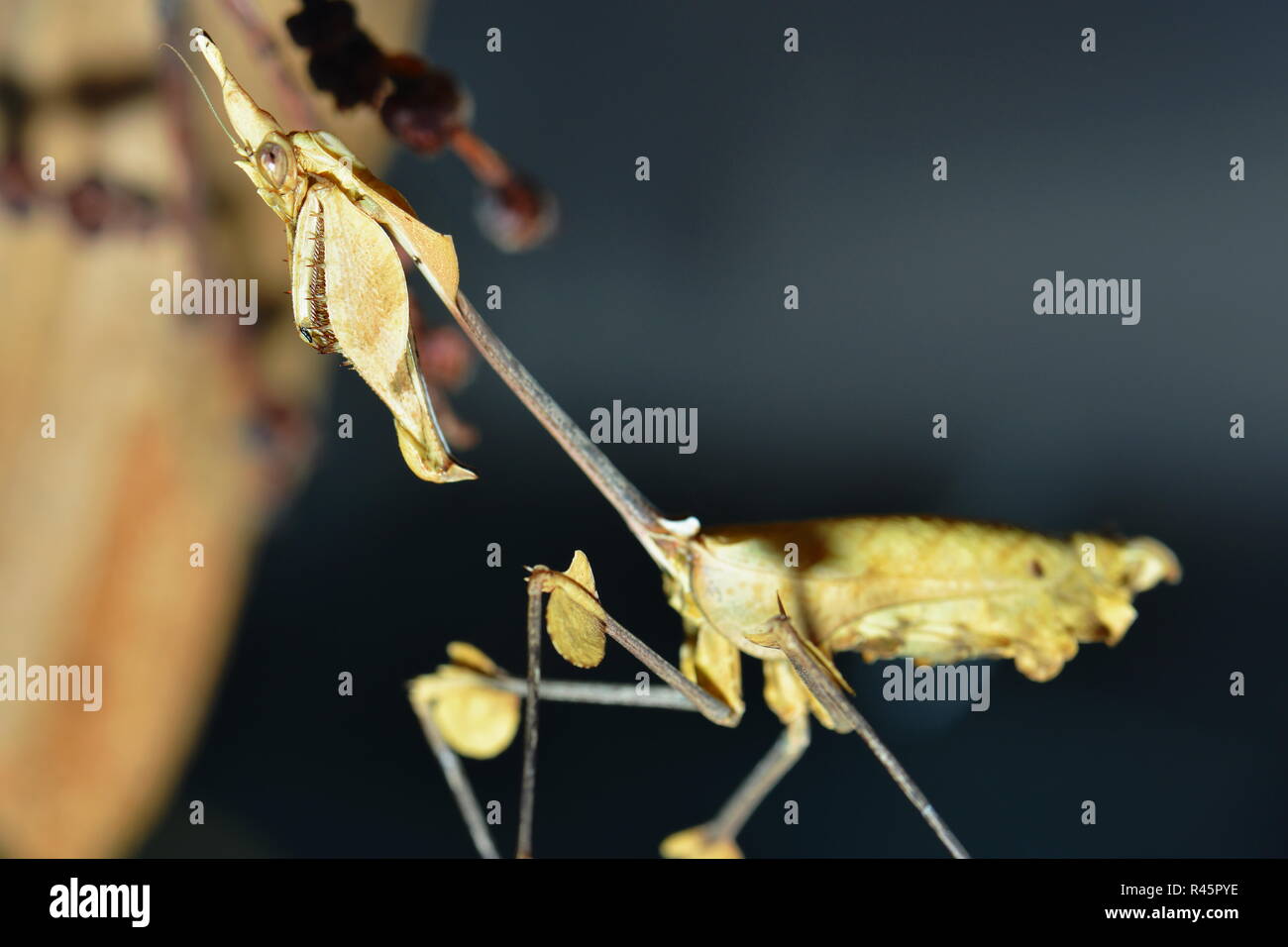 Empusidae hi-res stock photography and images - Alamy