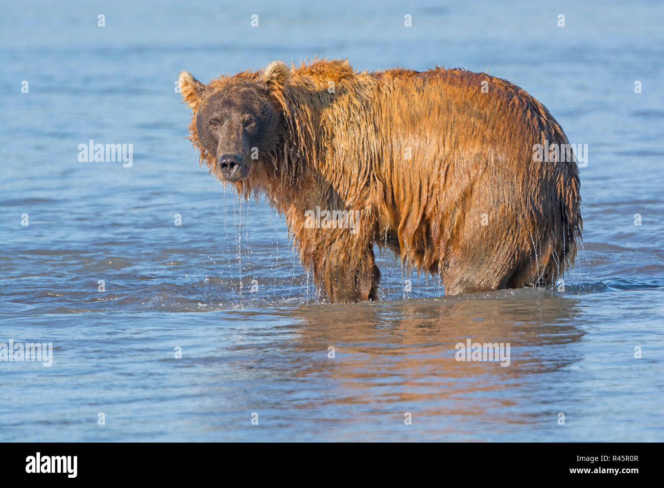 Grizzly Dripping from Fishing in the Water Stock Photo - Alamy