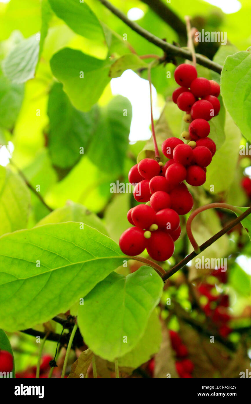 Fructus Schisandrae High Resolution Stock Photography and Images - Alamy