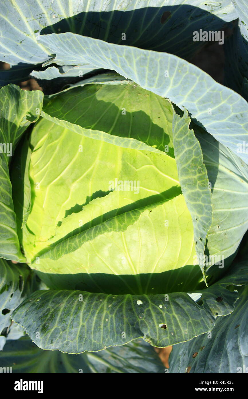big head of green cabbage Stock Photo - Alamy