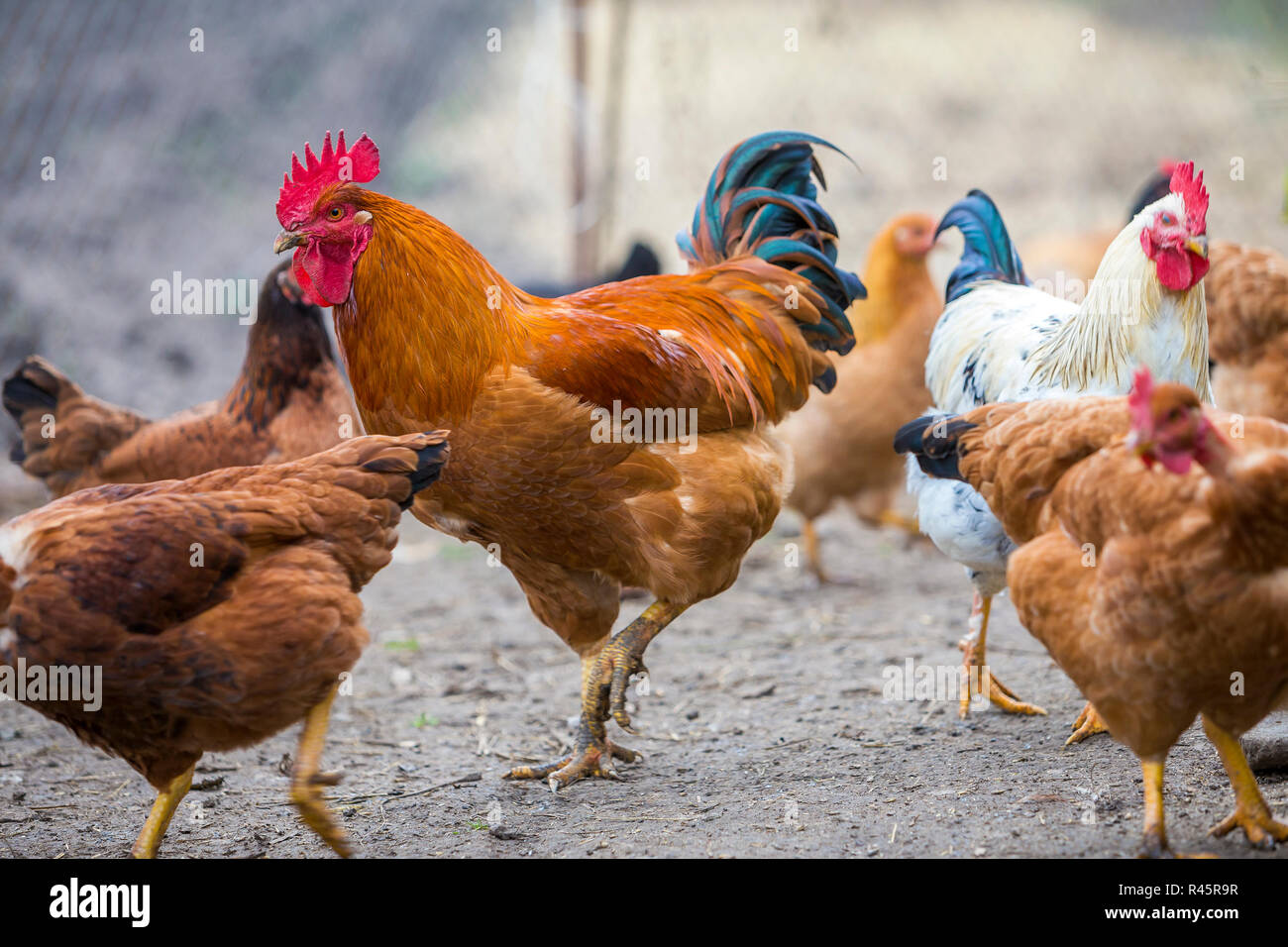 Brown And Black Chickens
