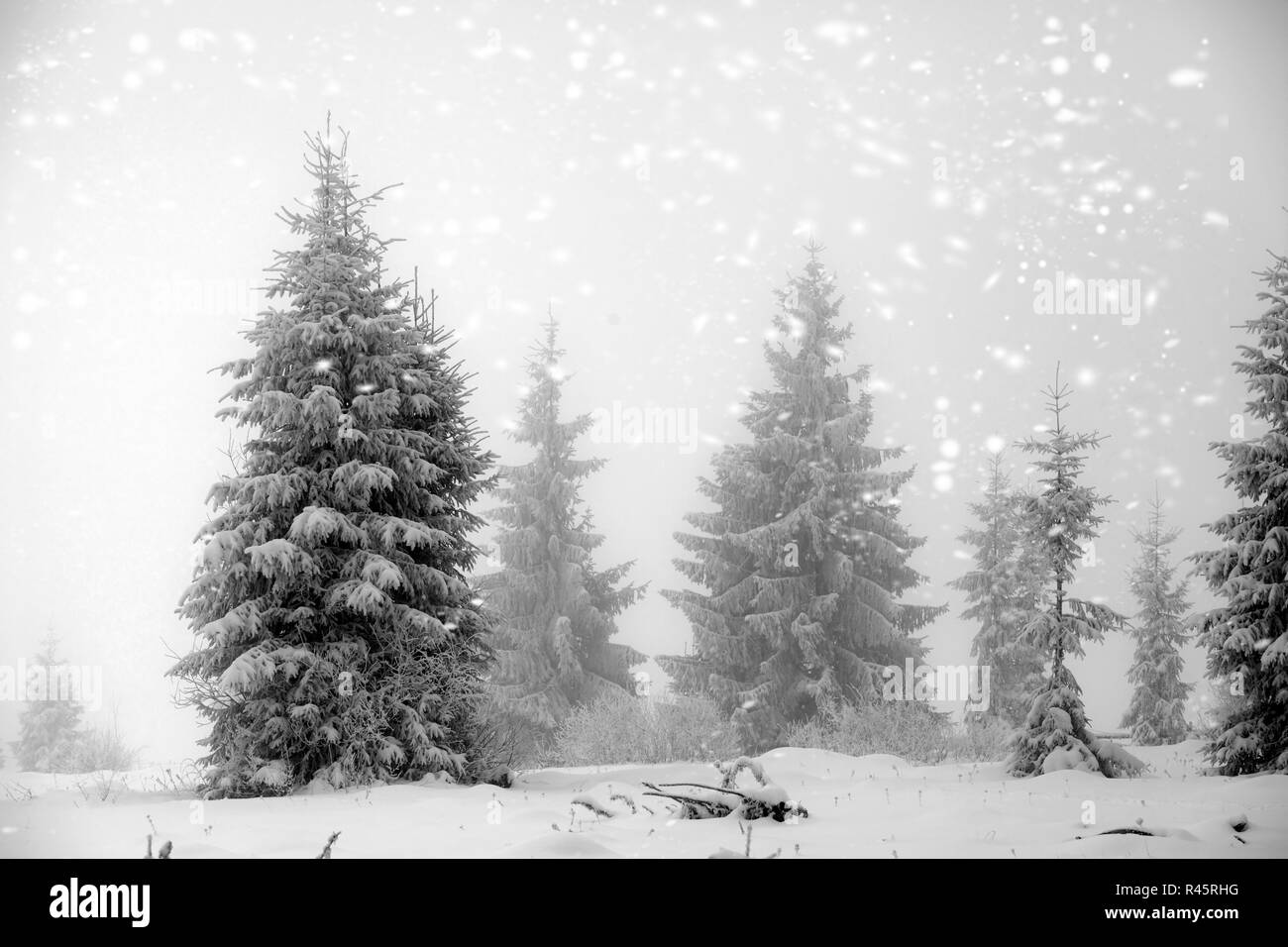 Fir trees winter Black and White Stock Photos & Images - Alamy