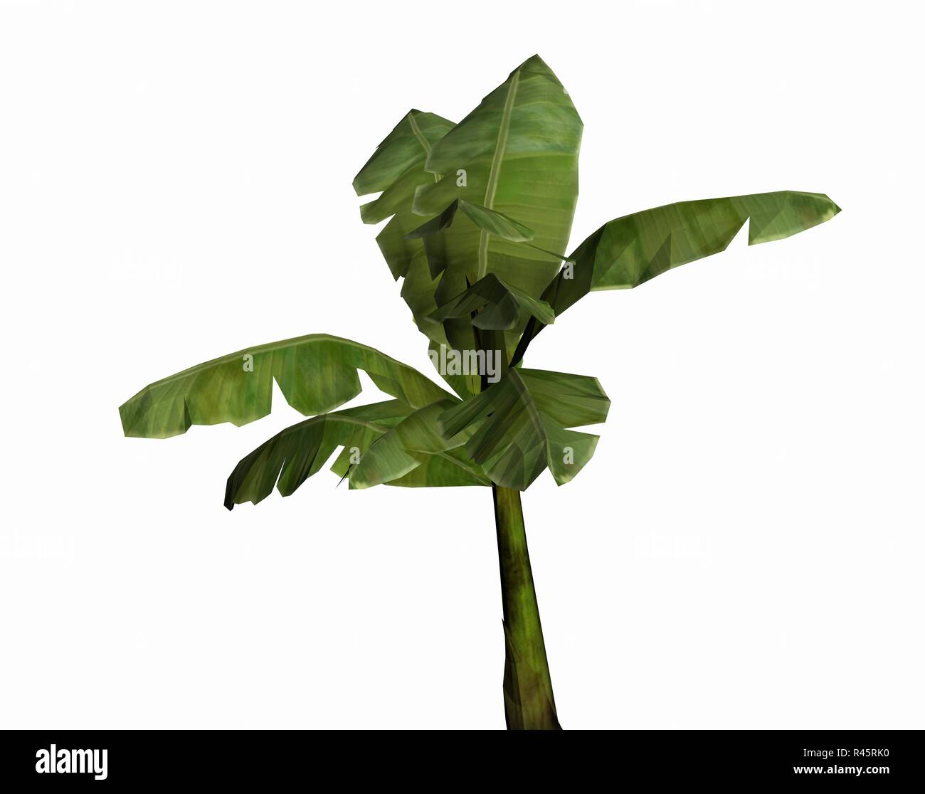 Bananenbaum hi-res stock photography and images - Alamy