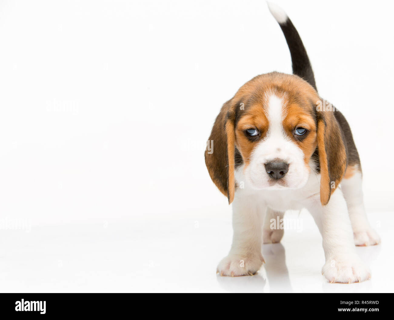 Beagle puppy on white background Stock Photo - Alamy