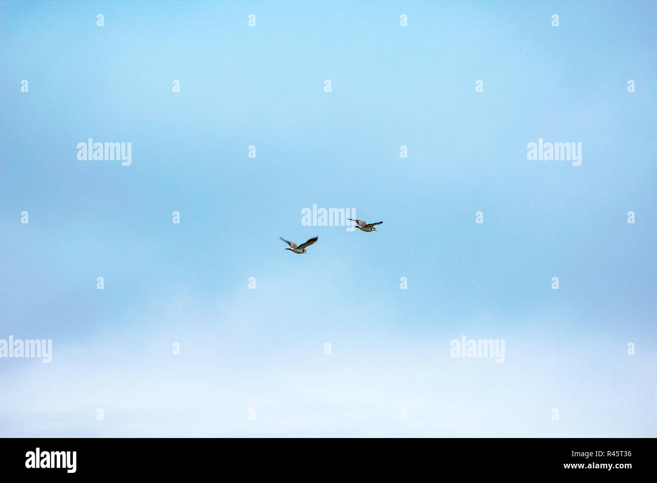 birds flying high in the sky Stock Photo - Alamy