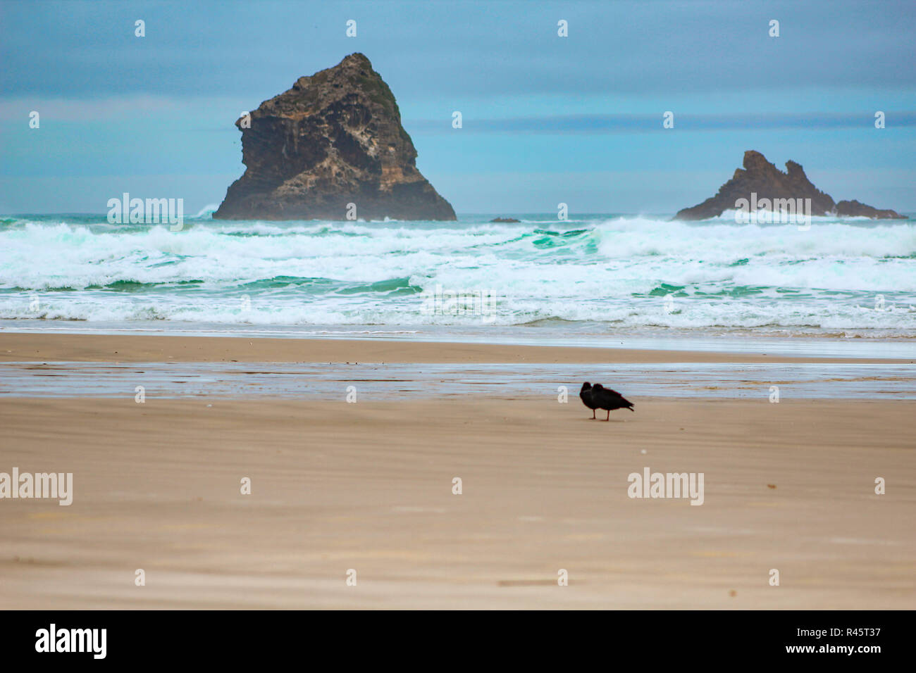 rocks in the water at Sandfly Bay, Otago Peninsula, South Island, New ...
