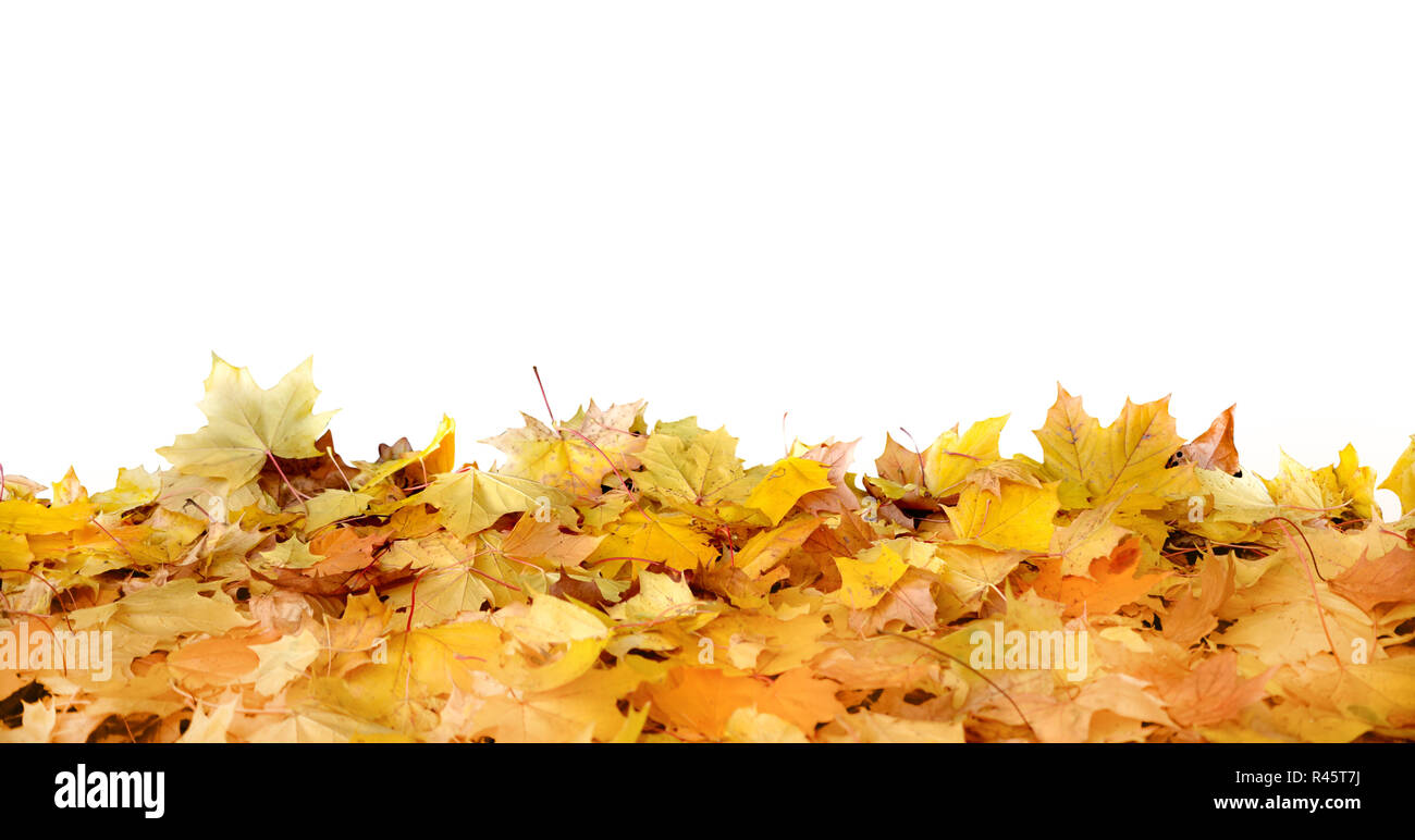 autumn leaves on the floor fall isolated Stock Photo - Alamy