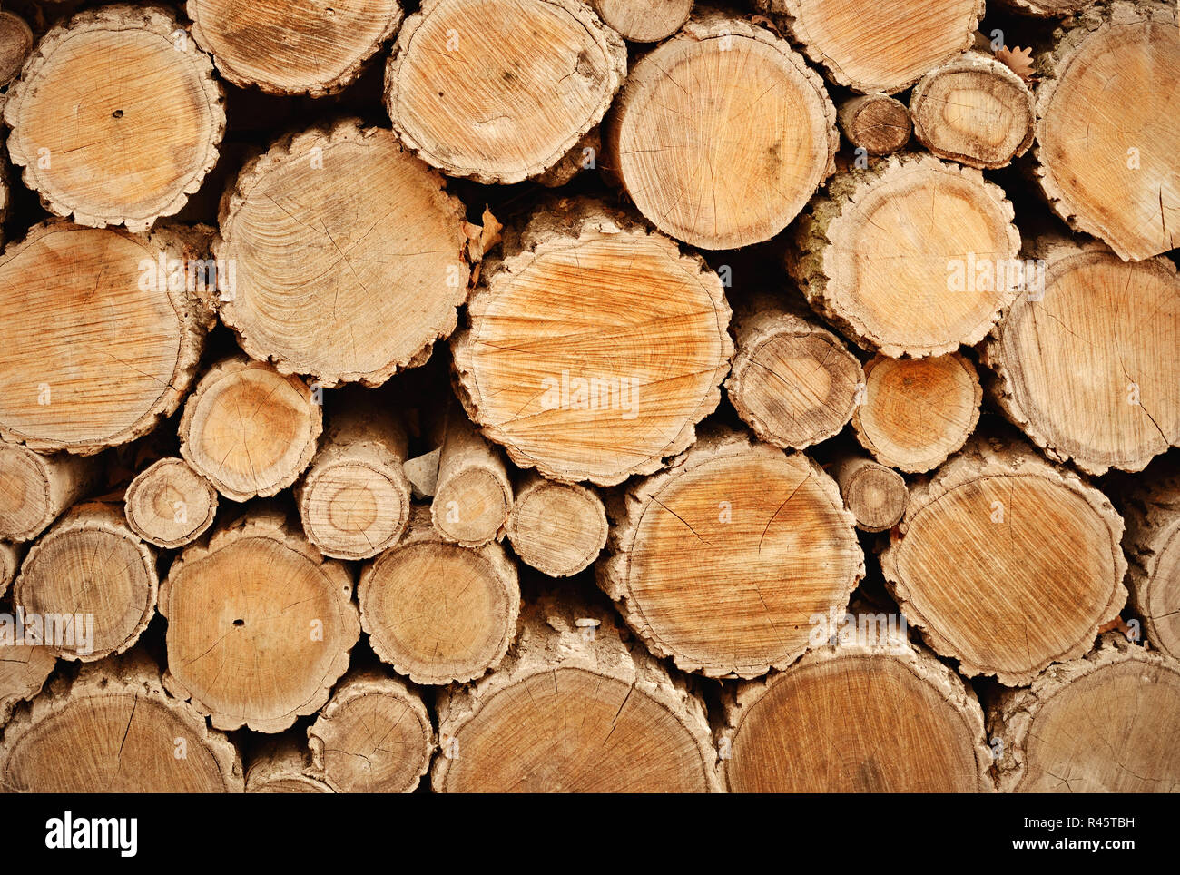 Tree cross sections hi-res stock photography and images - Alamy