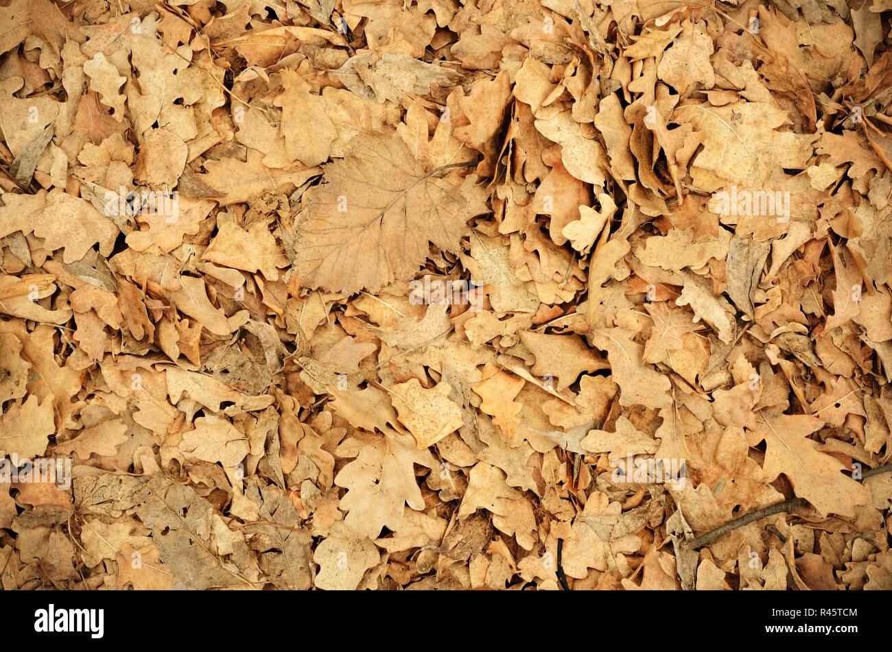 Dry oak leaves on the ground for background Stock Photo - Alamy