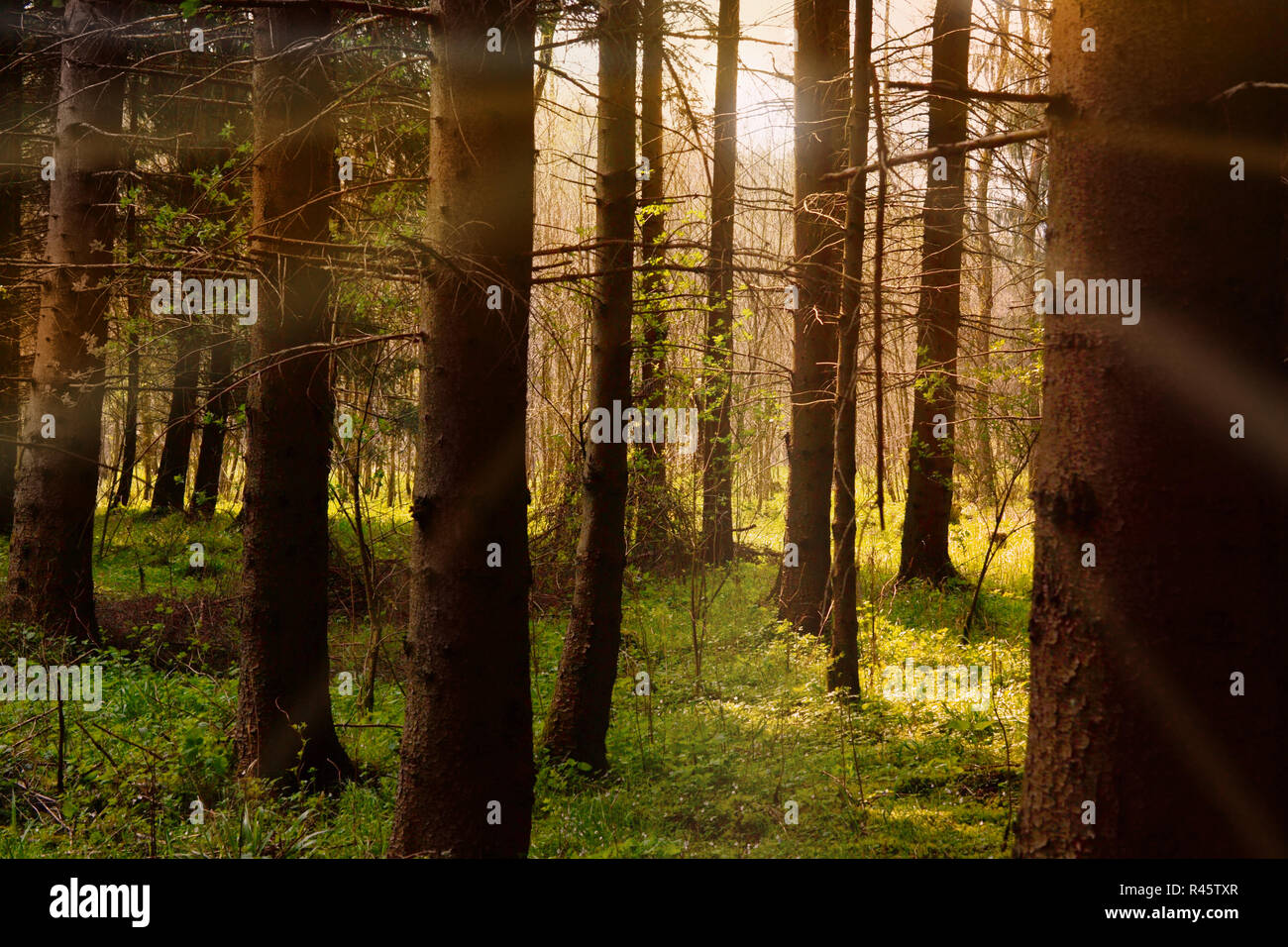 Nice view spruce trees hi-res stock photography and images - Alamy