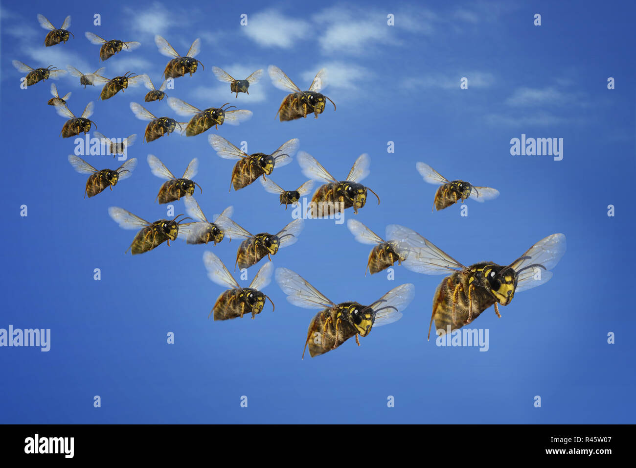 dangerous wasps attack in flight insect summer Stock Photo - Alamy