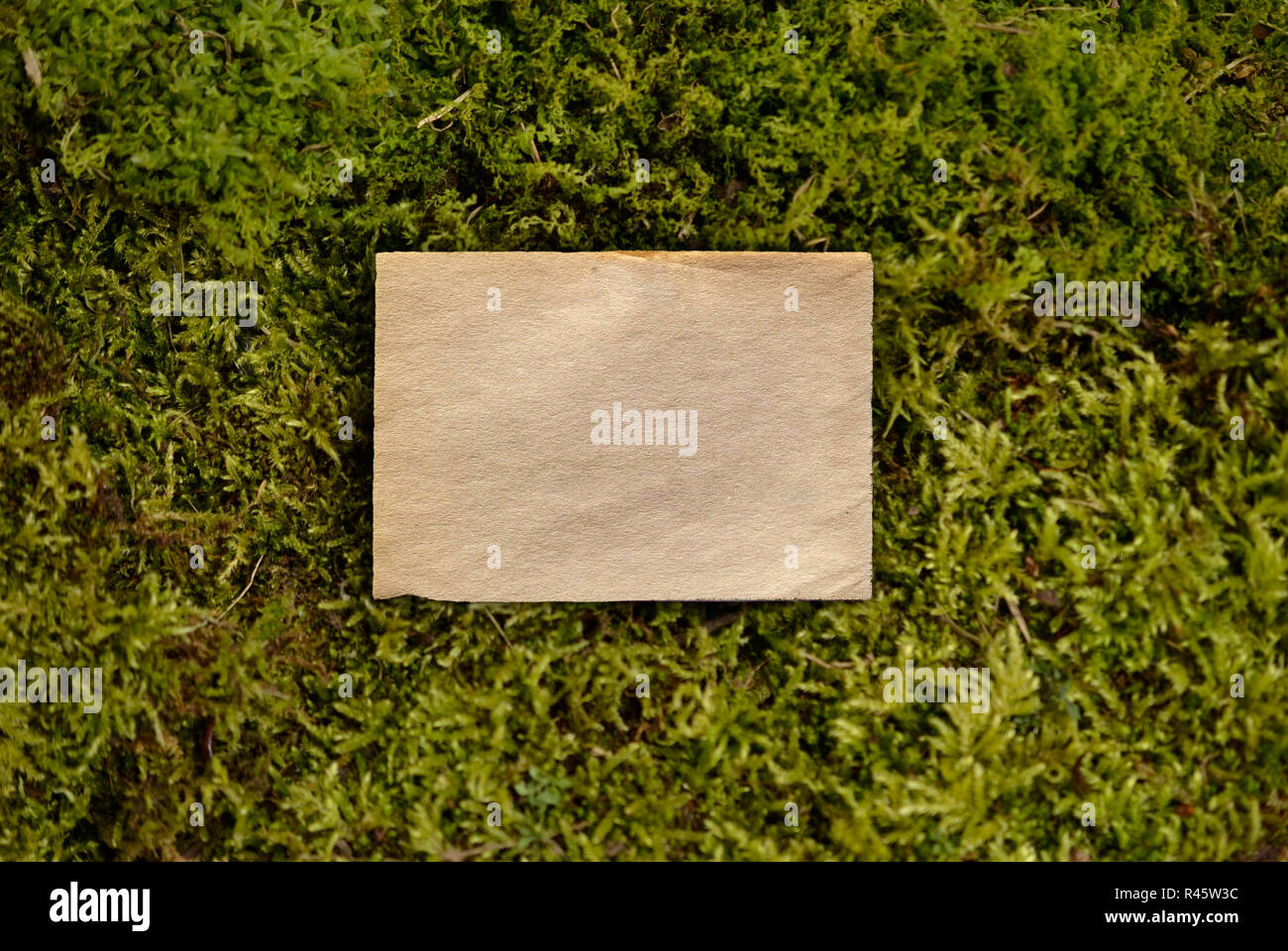 Shield moss hi-res stock photography and images - Alamy