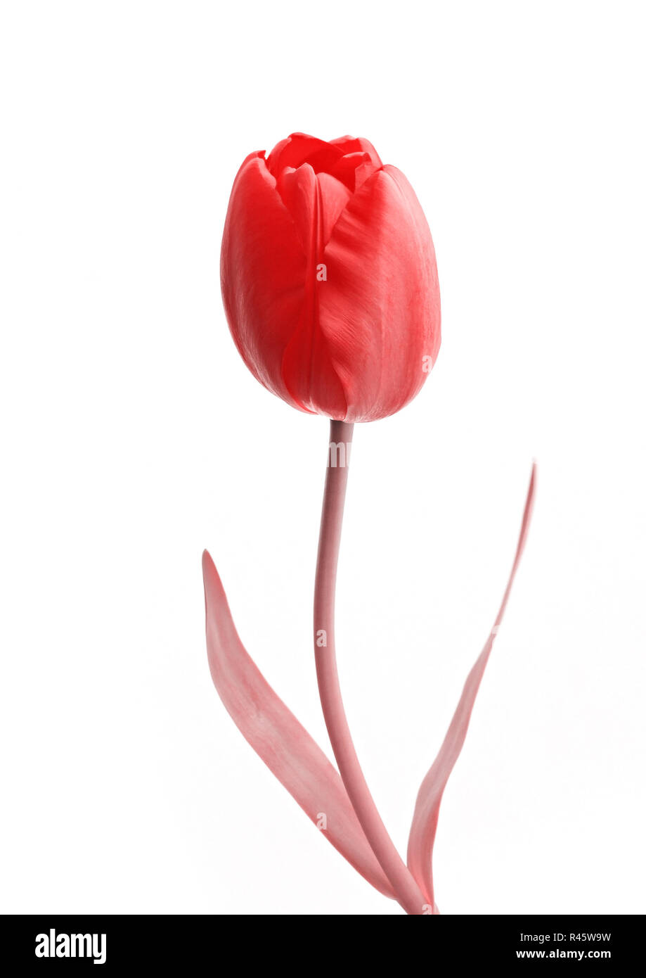 Single red rose flower Stock Photo - Alamy