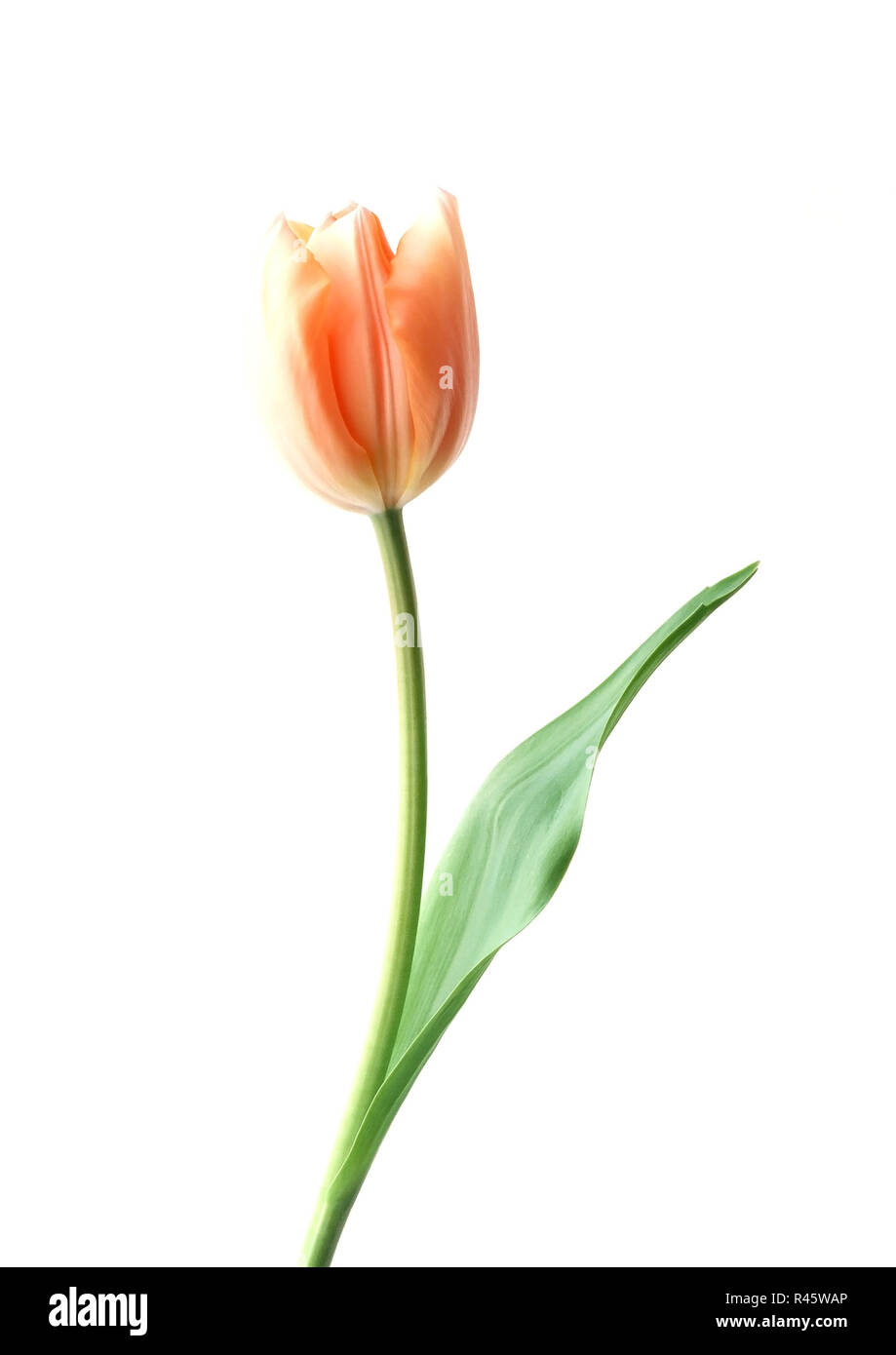Single orange rose flower Stock Photo - Alamy
