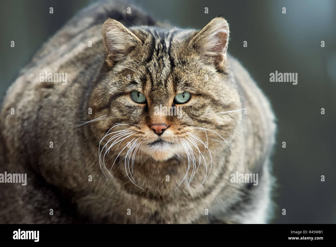 Portrait European Wild Cat (Felis silvestris Stock Photo - Alamy