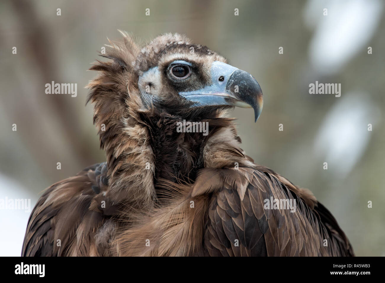 Great vulture hi-res stock photography and images - Alamy