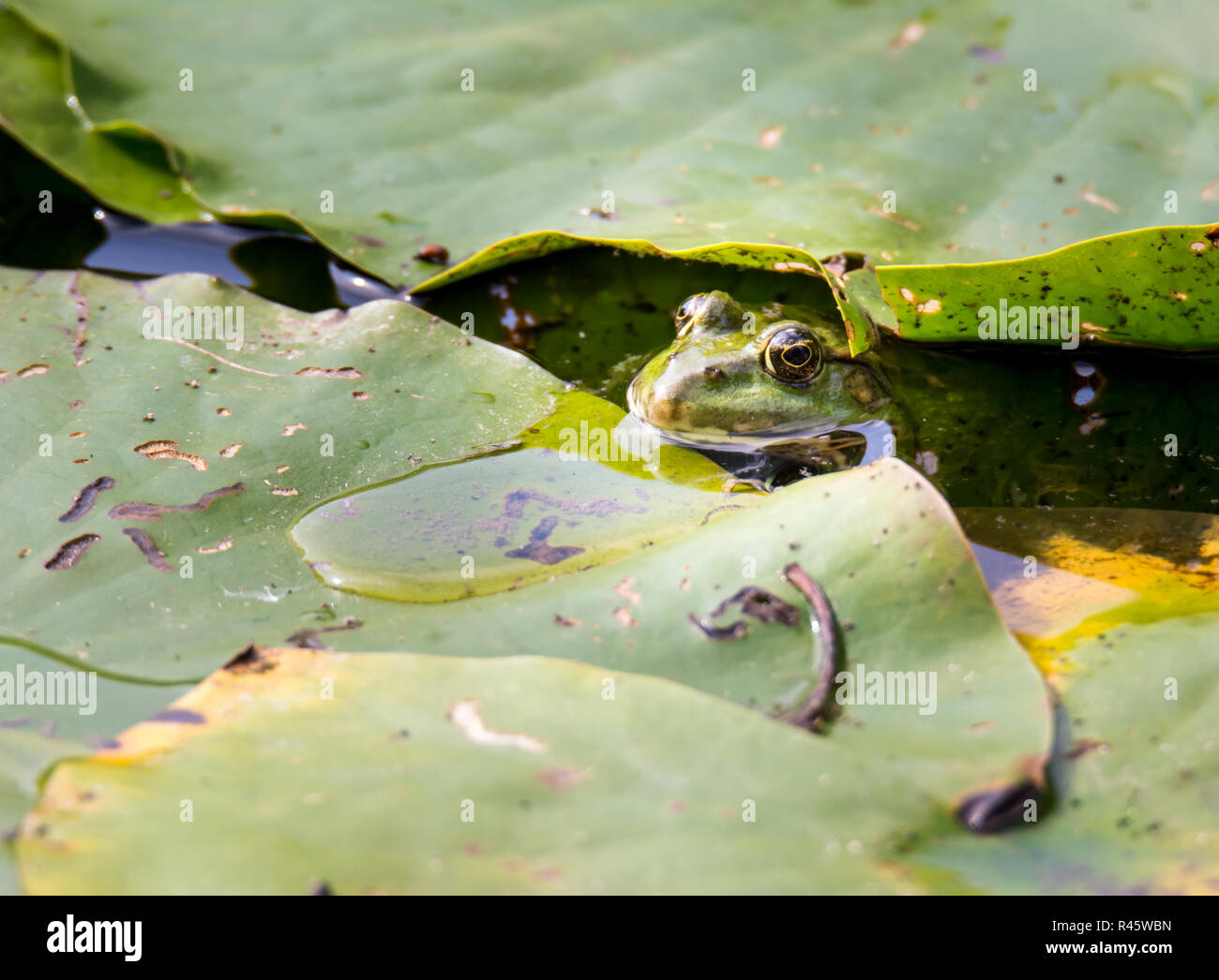 Frog hiding under leaves Stock Photo - Alamy