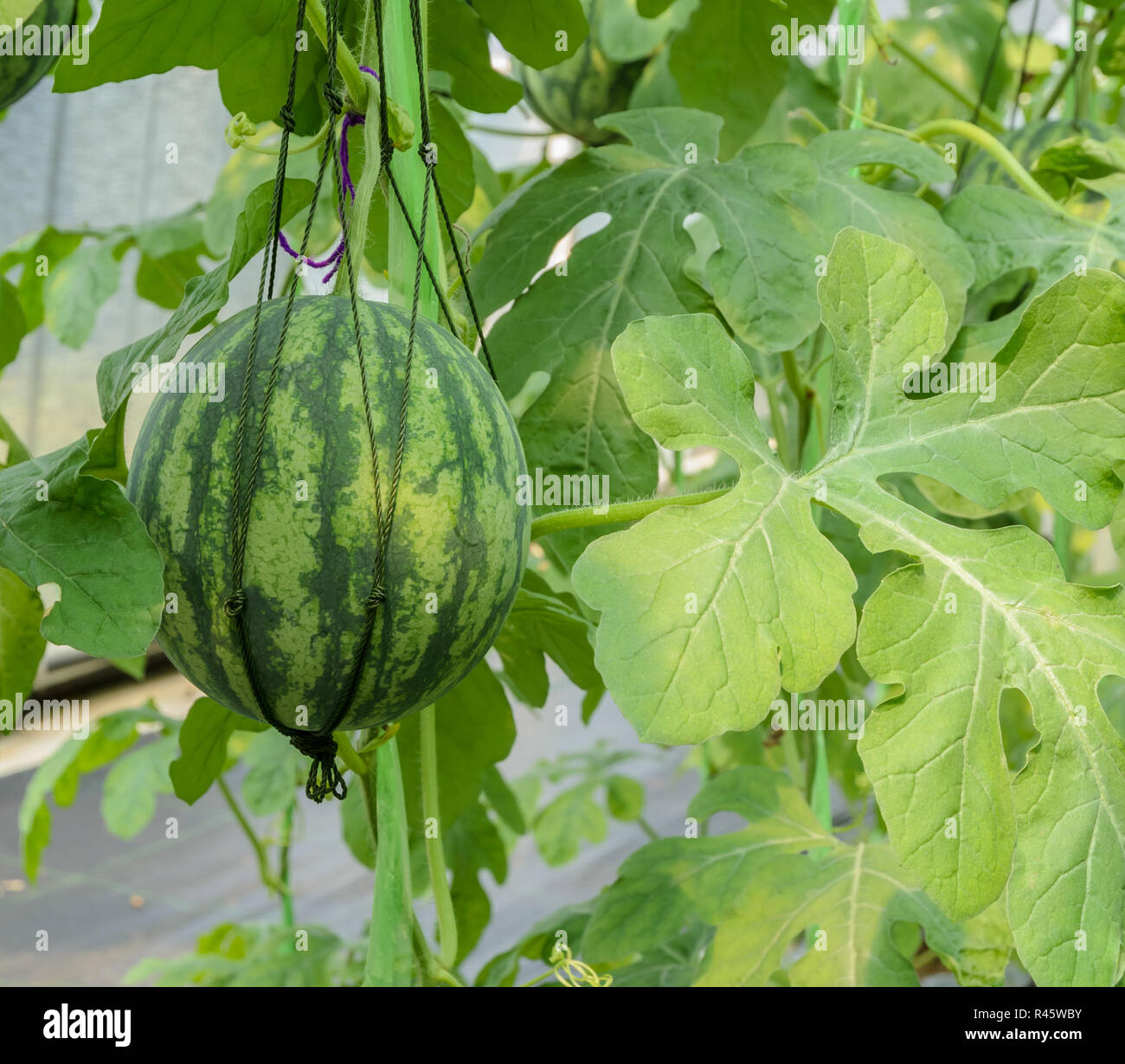 Unripe watermelon hi-res stock photography and images - Alamy