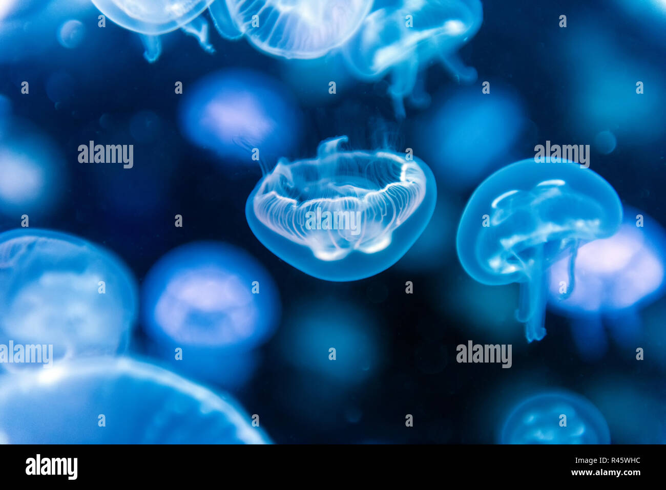 Aurelia jellyfish aurita colored translucent color and dark background ...