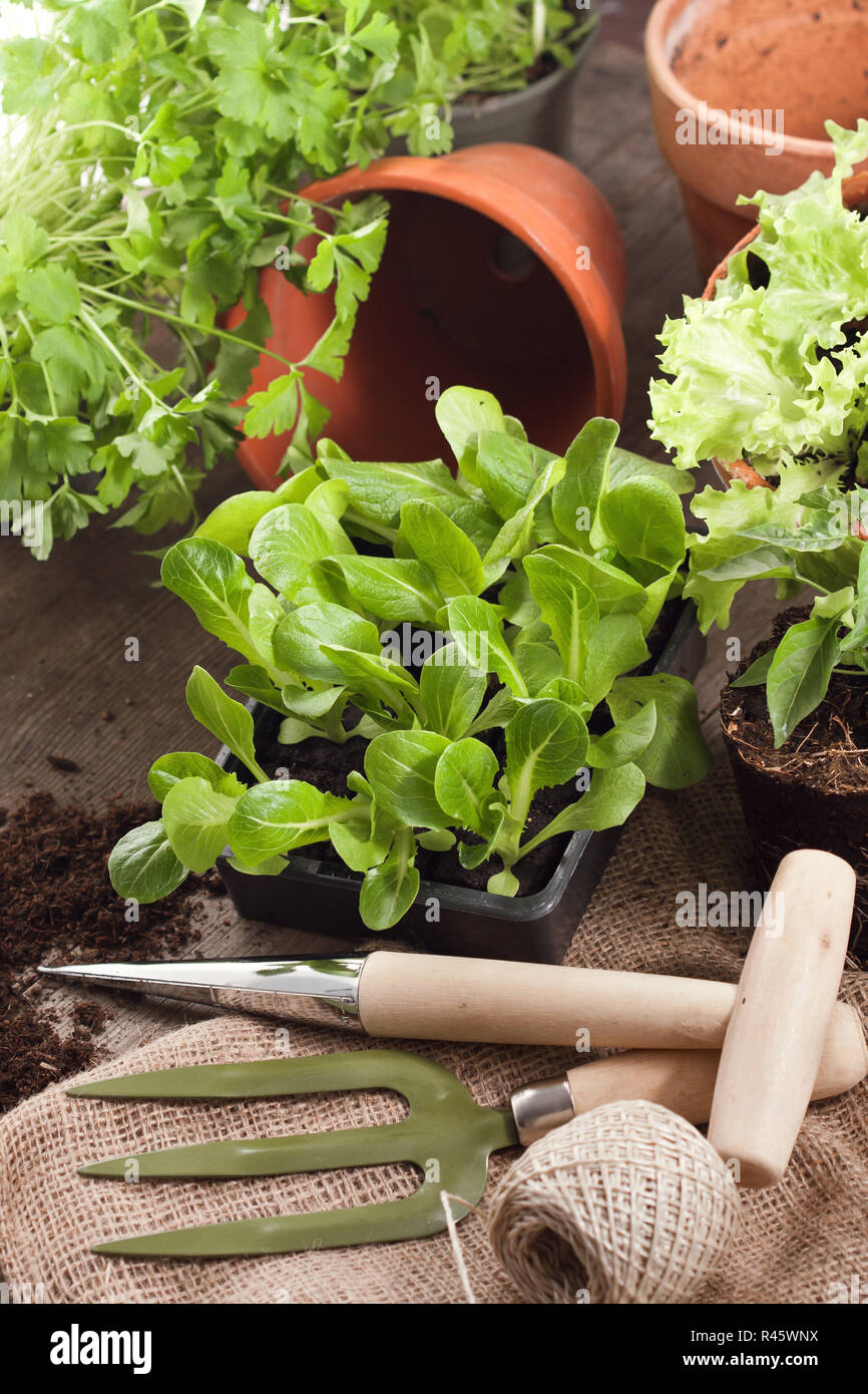 vegetables and garden tools Stock Photo - Alamy
