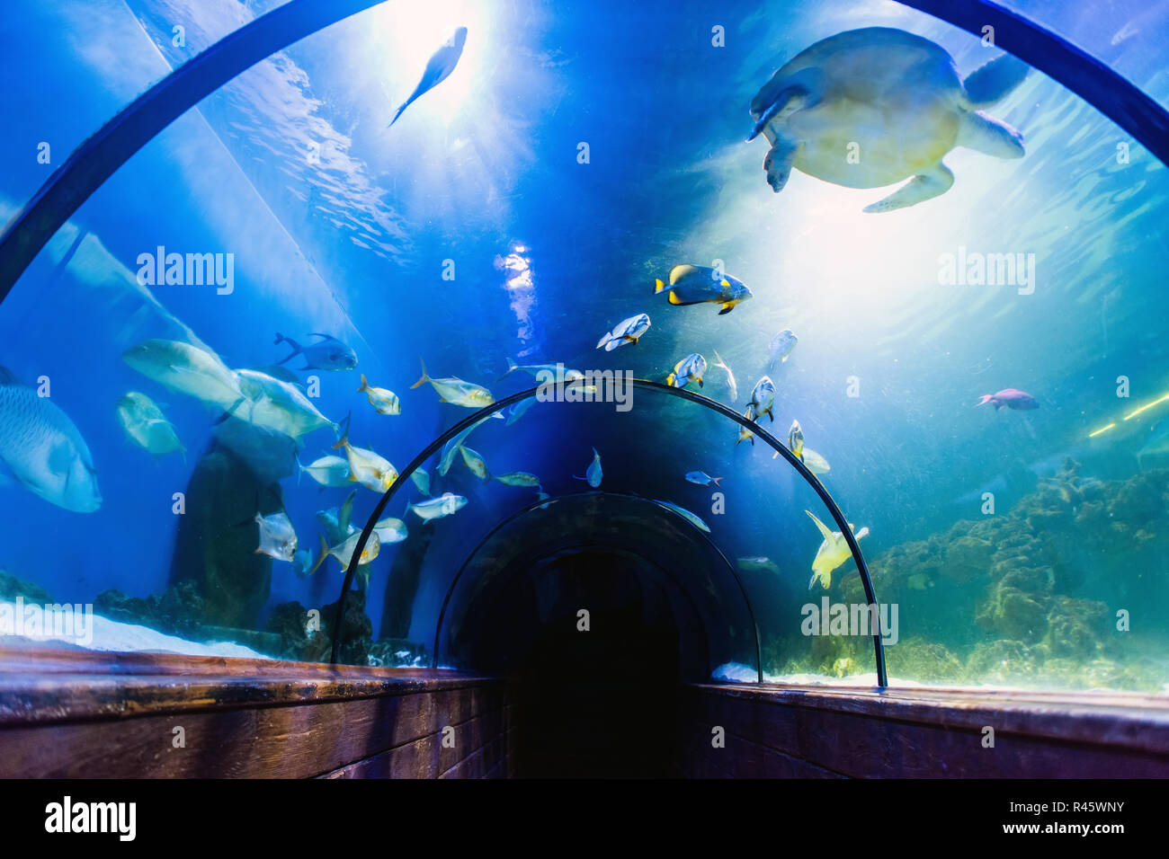 Oceanarium fish hi-res stock photography and images - Alamy